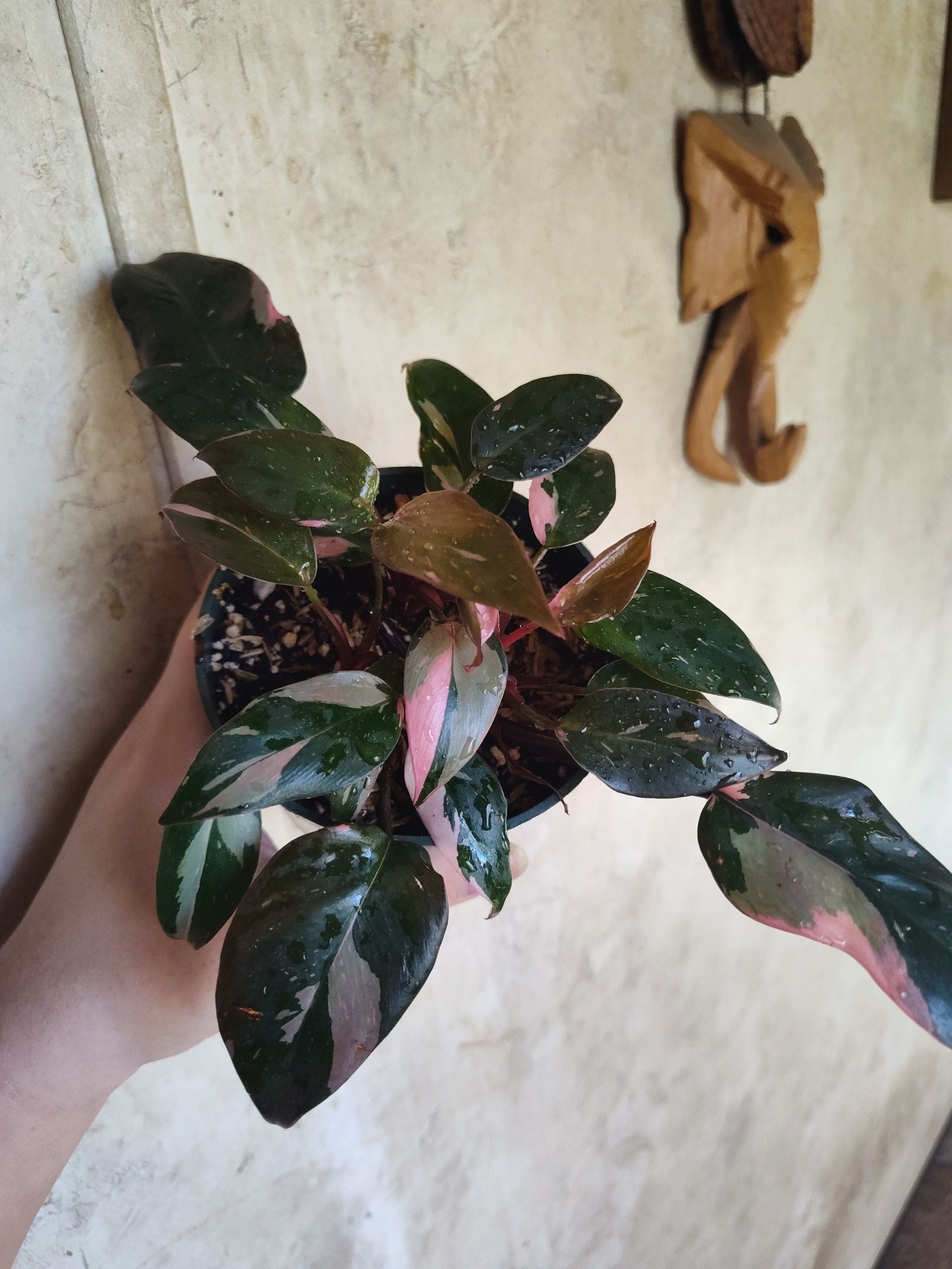 👸 Pink Princess Philodendron Soil