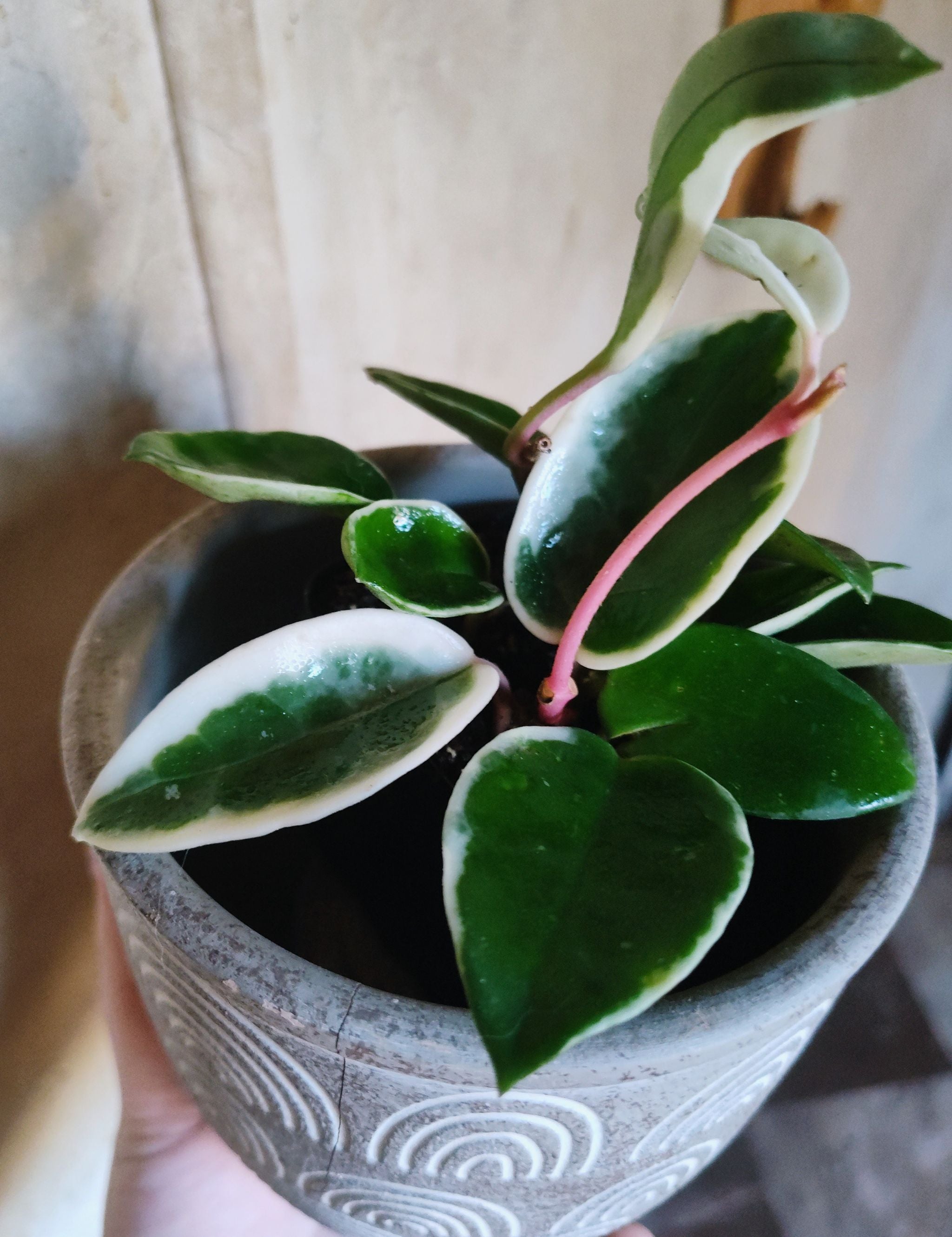 How to Care for Hoya 'Chouke': Mastering Water, Sunlight & More