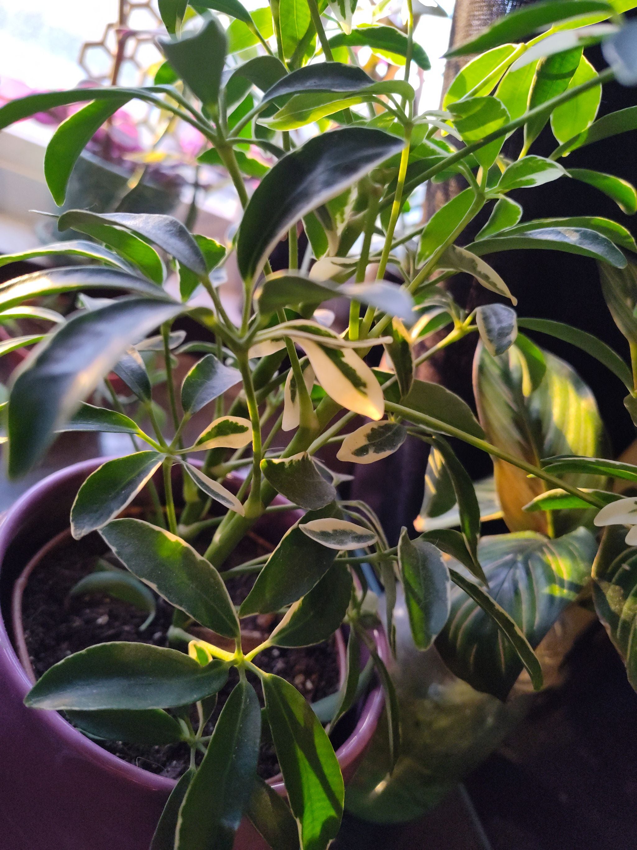 The Complete Variegated Dwarf Umbrella Tree Plant Care Guide: Water ...
