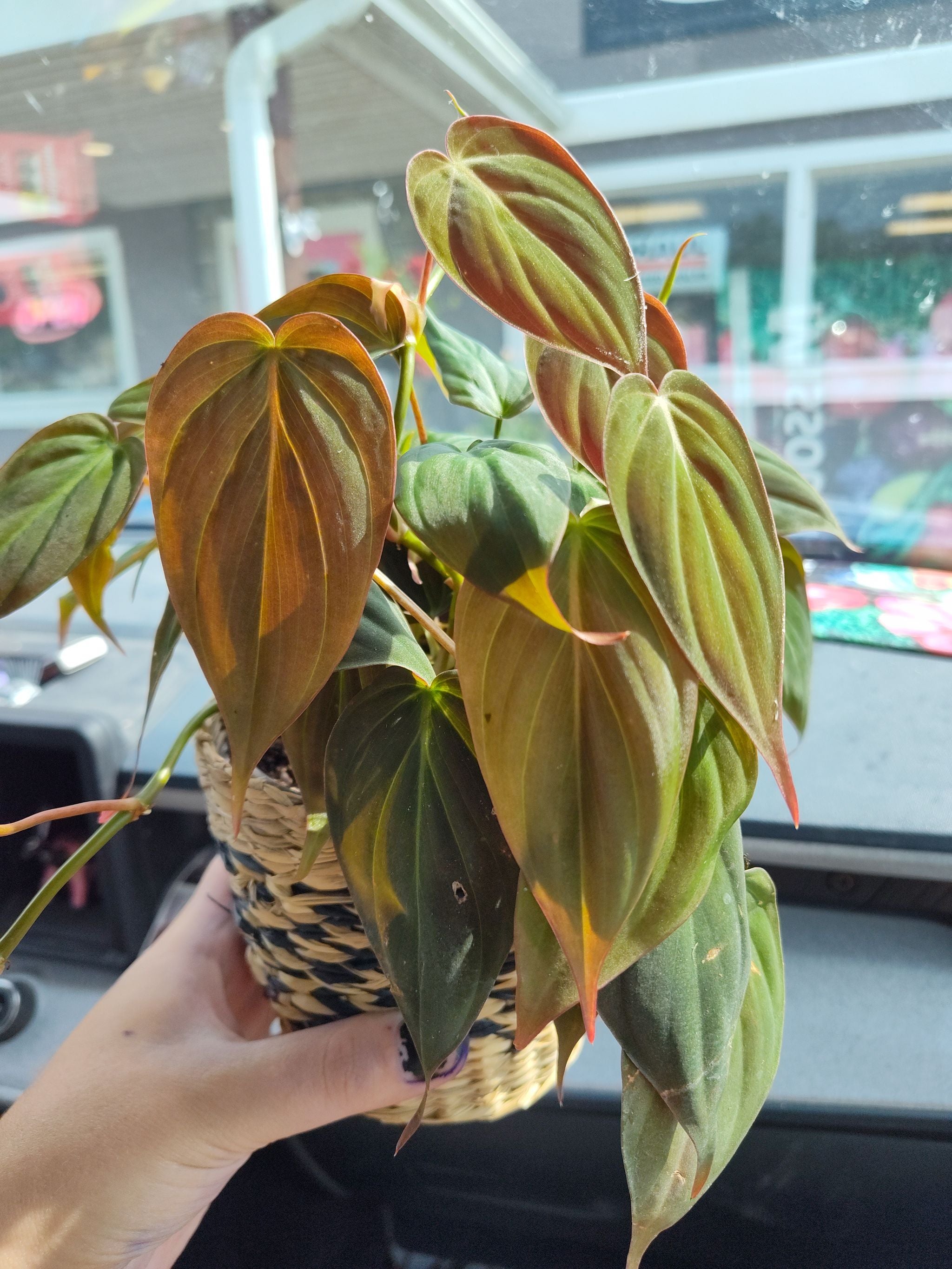 Philodendron campii 'Lynette' Care 101: Water, Light & Growing Tips