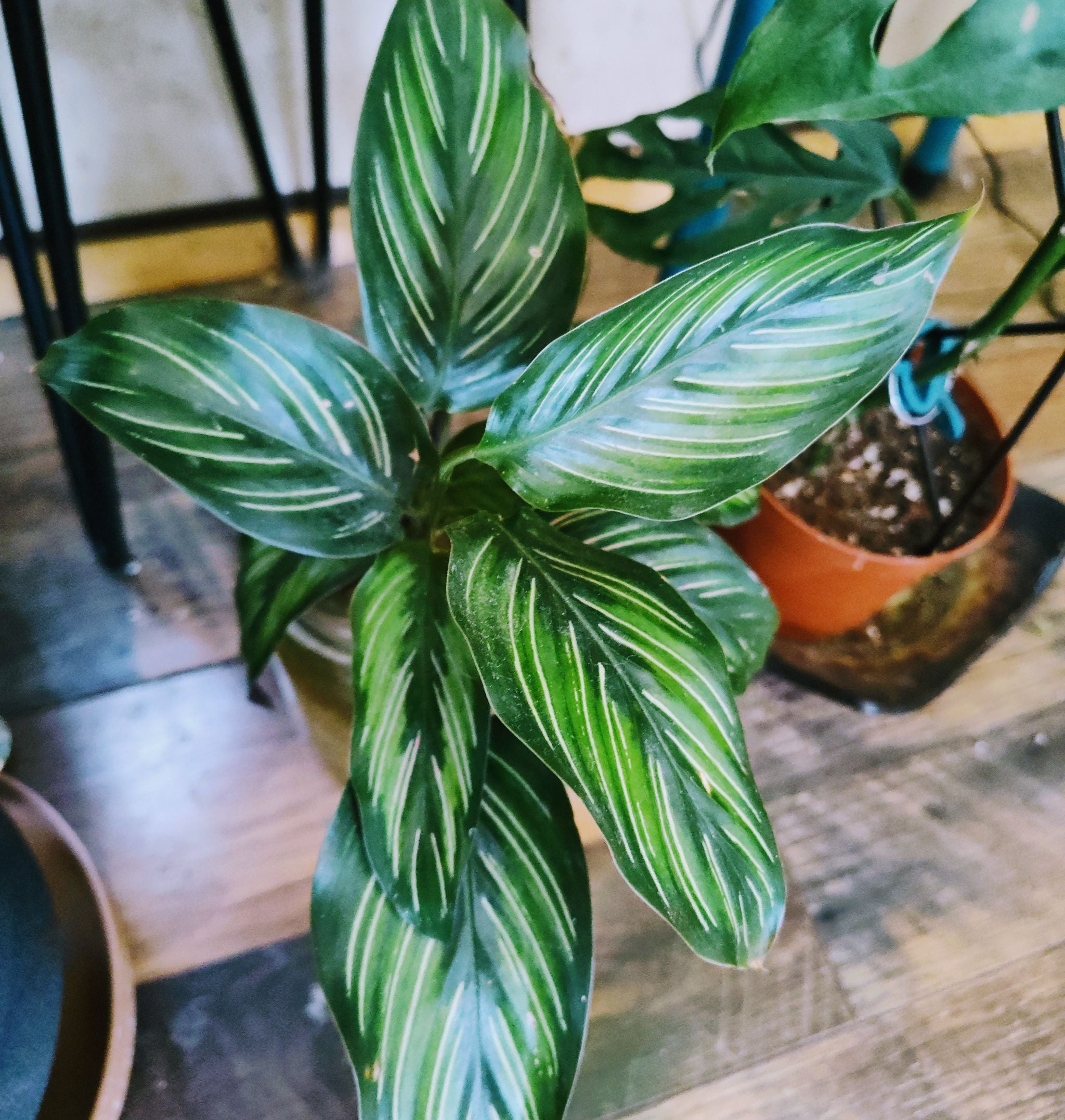 🌹 Rose-Painted Calathea 'Mysty': A Comprehensive Overview