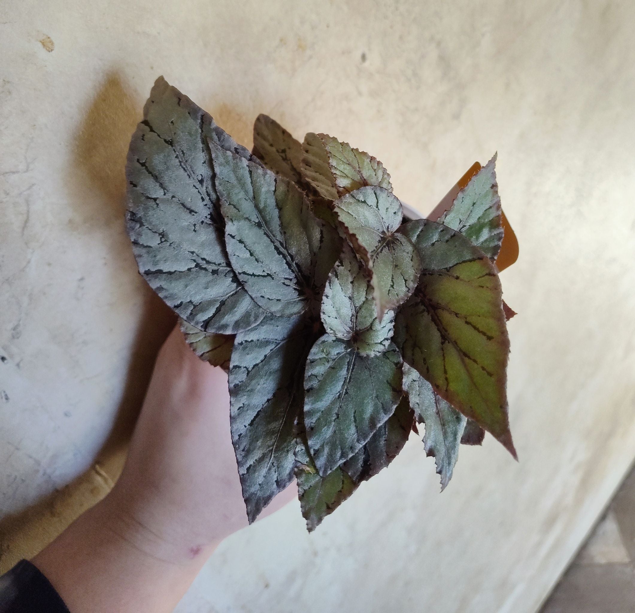 🌸 Common Begonia Problems and Solutions