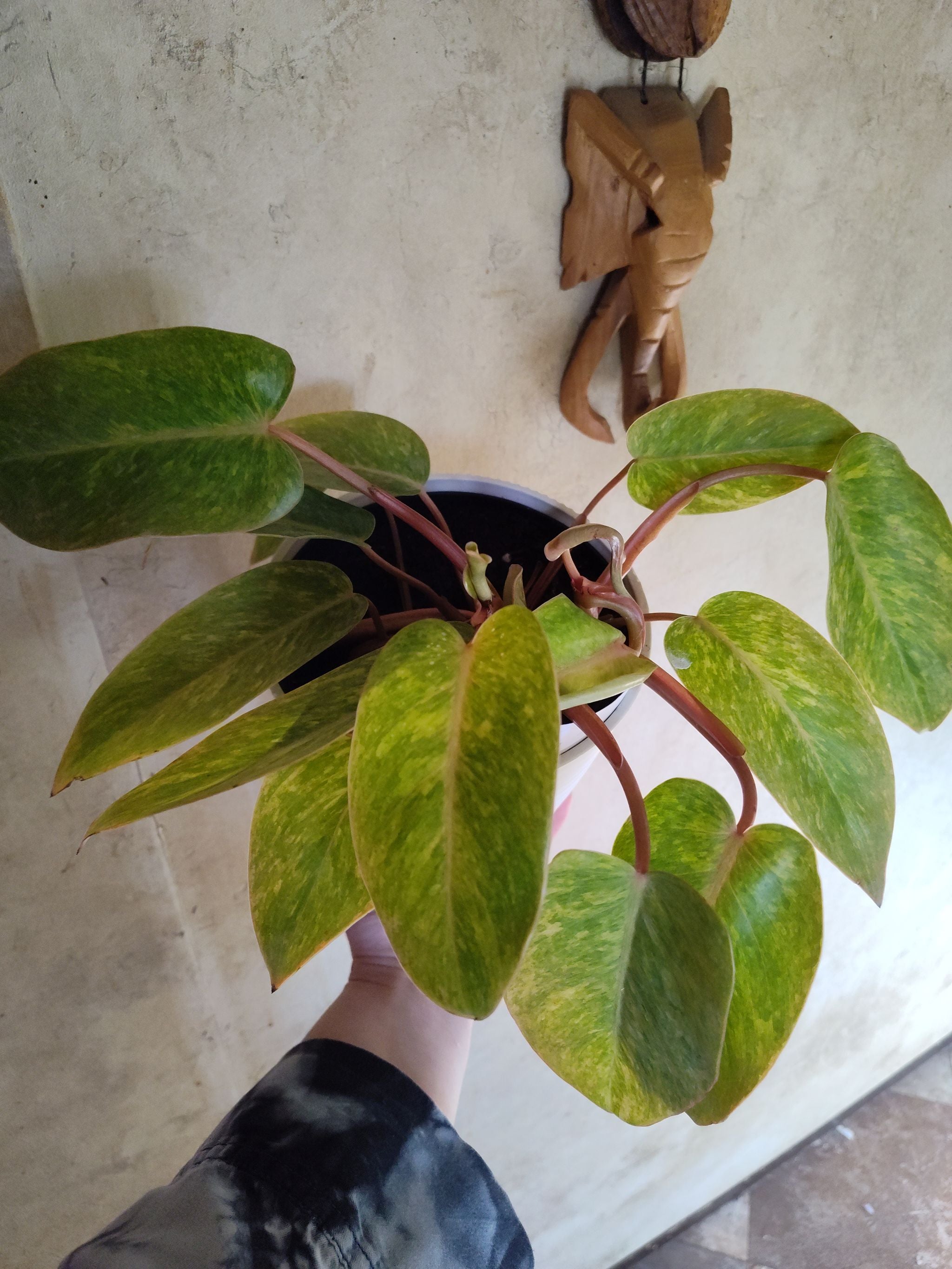 The Complete Linnaei Kunth Plant Care Guide: Water, Light & Beyond