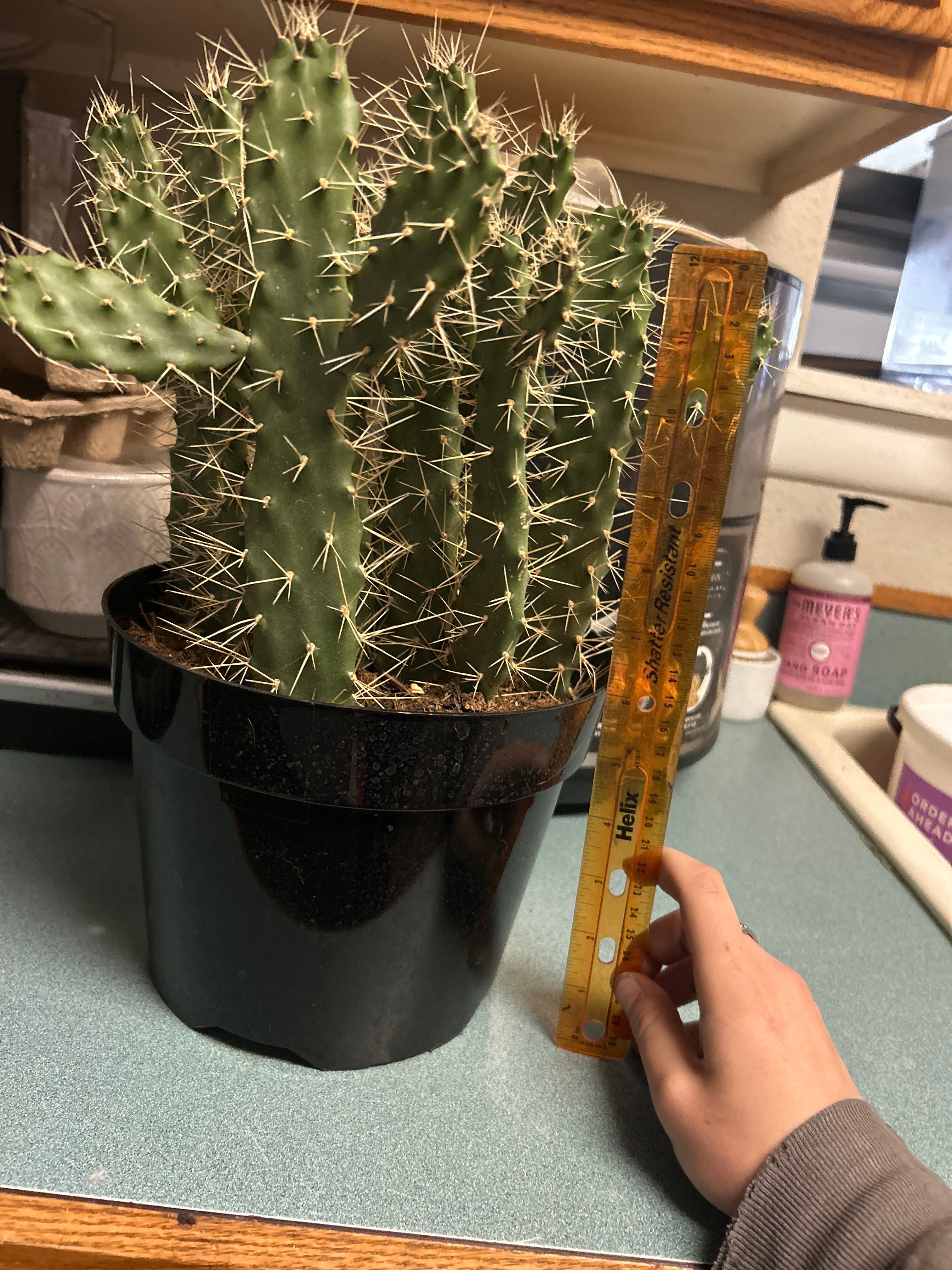 Symbolism and Benefits of the Consolea macracantha