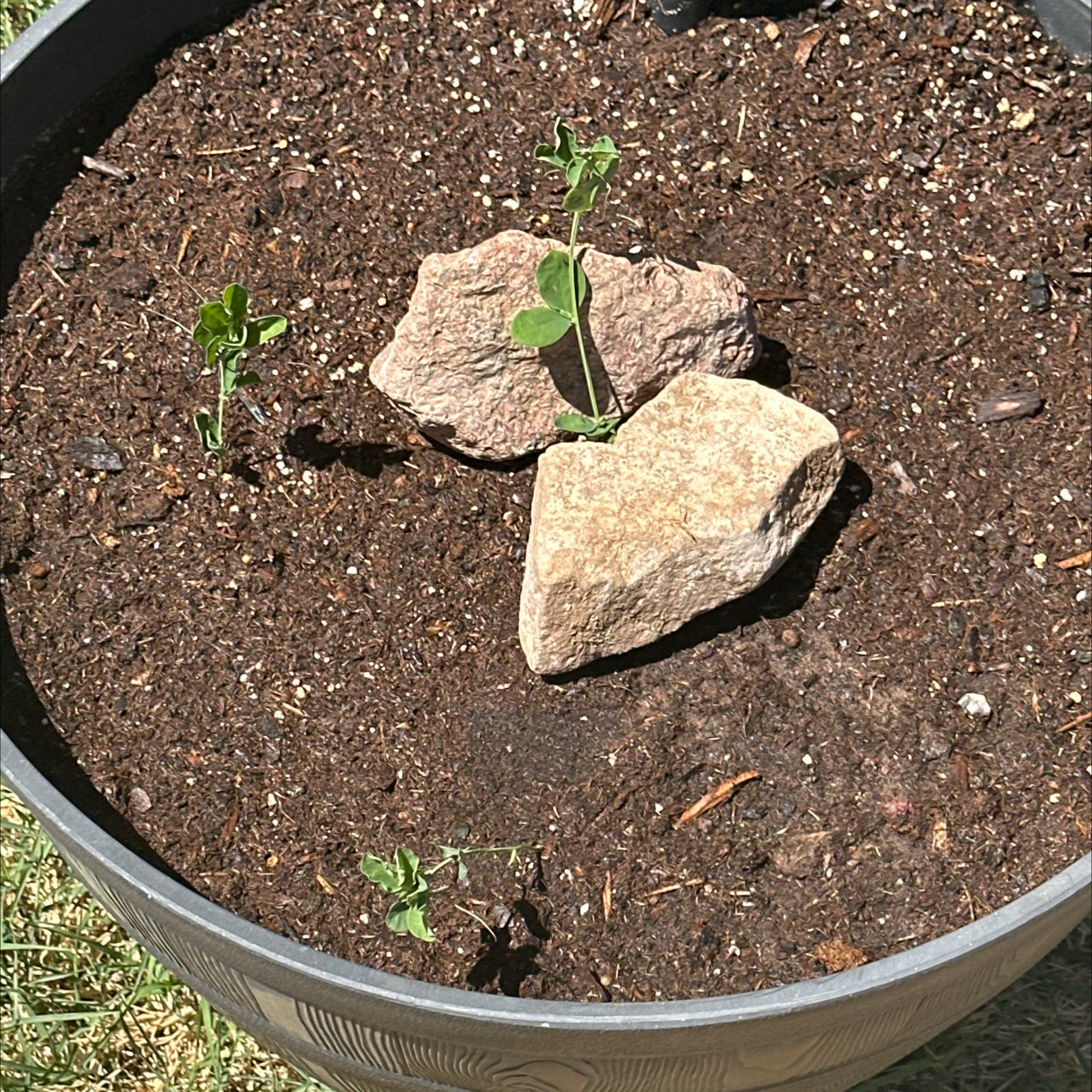 How Much Humidity Does My Perennial Pea Need?