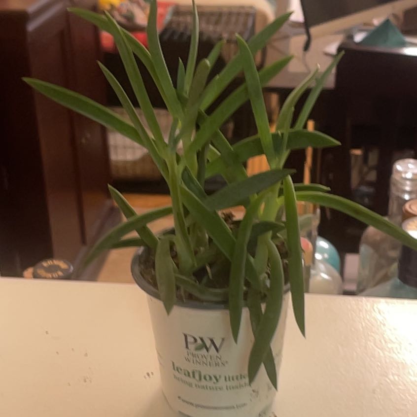 Marley | A plant by @HappyOxlip on Greg