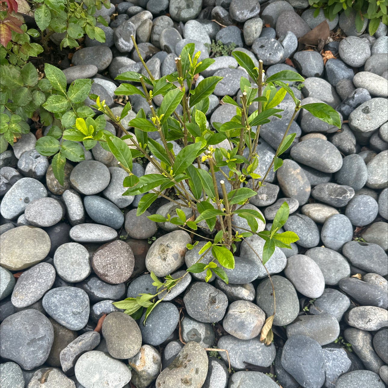 Why Are My Gardenia volkensii Leaves Curling?