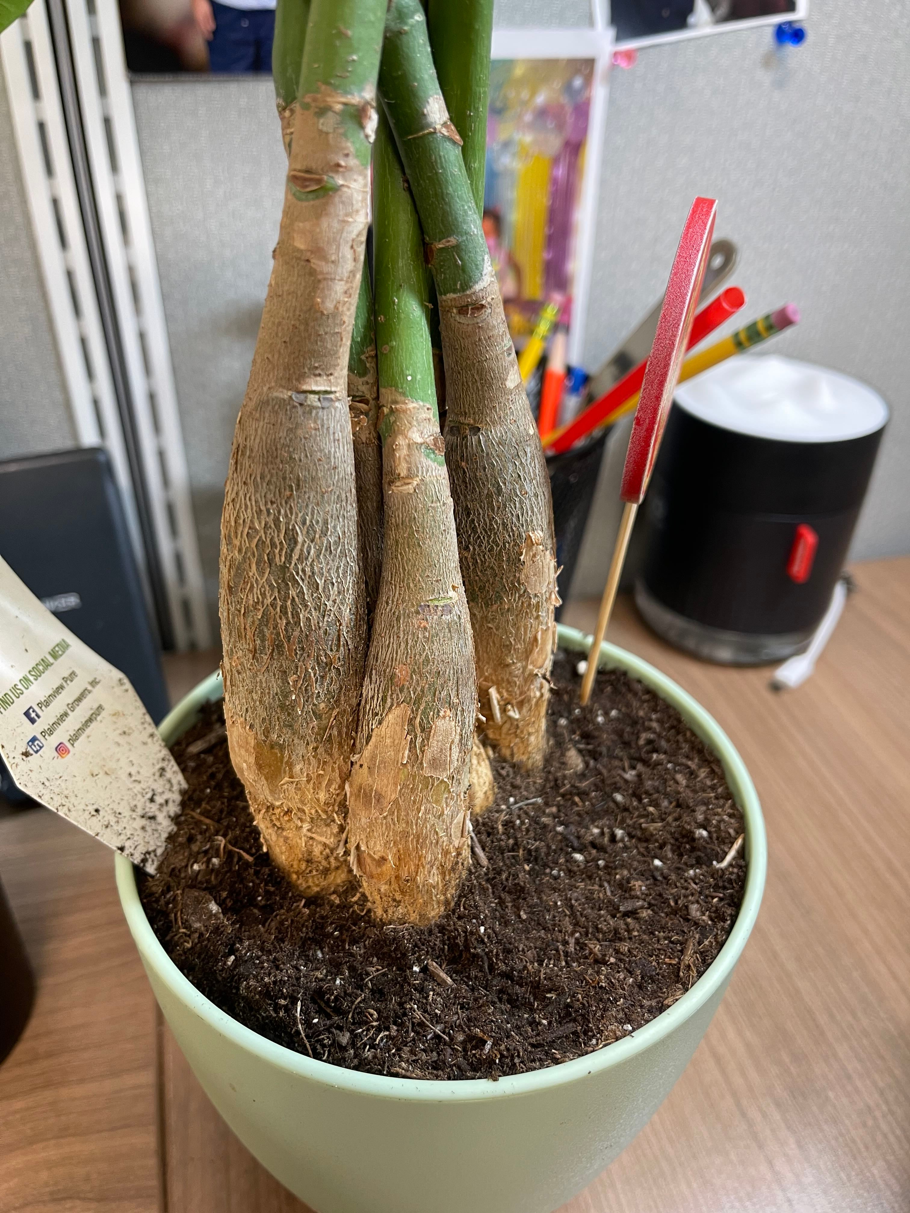 Molly Mula | A plant by @mayacat on Greg