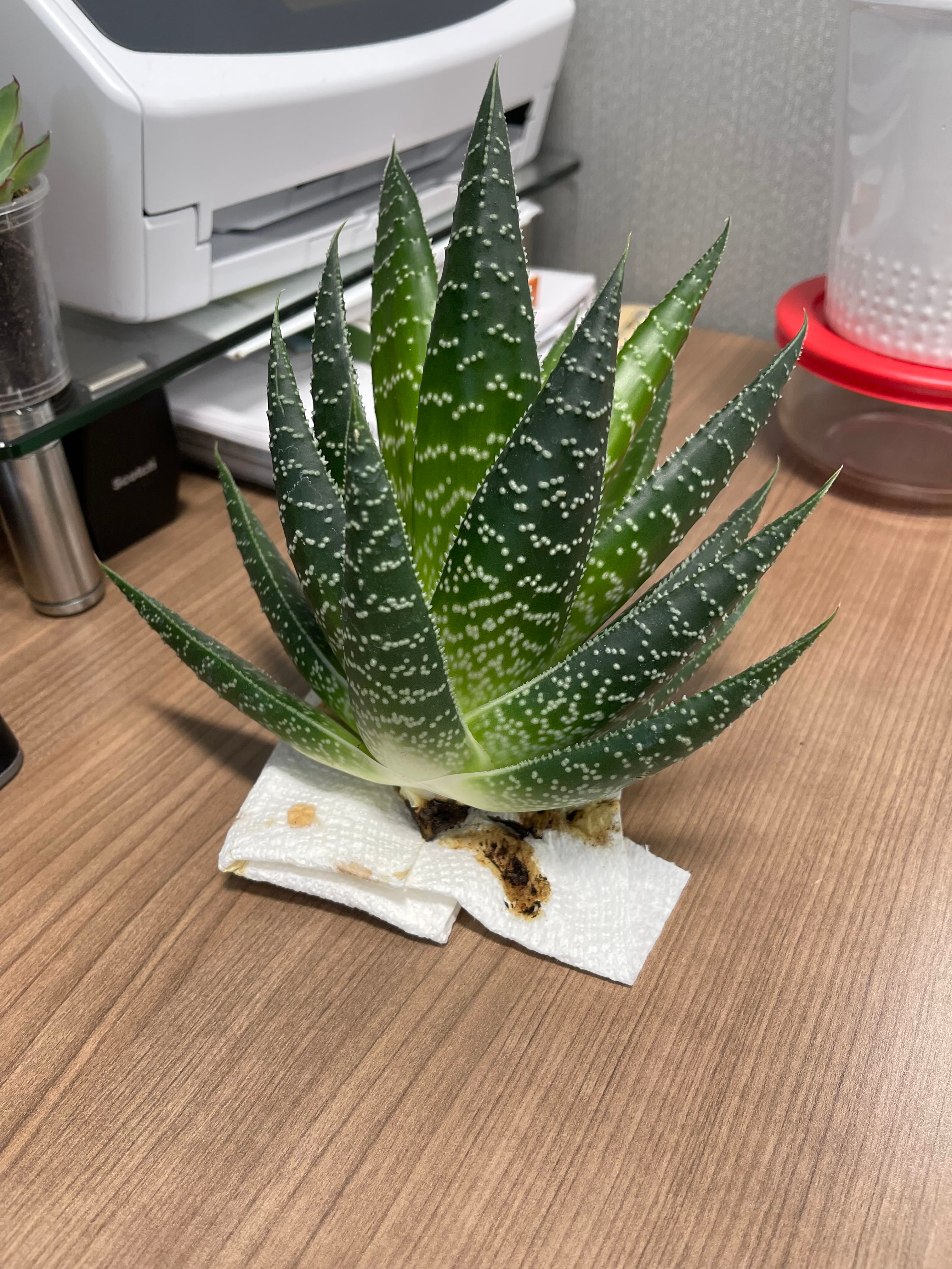 What Does It Mean When Lace Aloe Blooms? 🌼