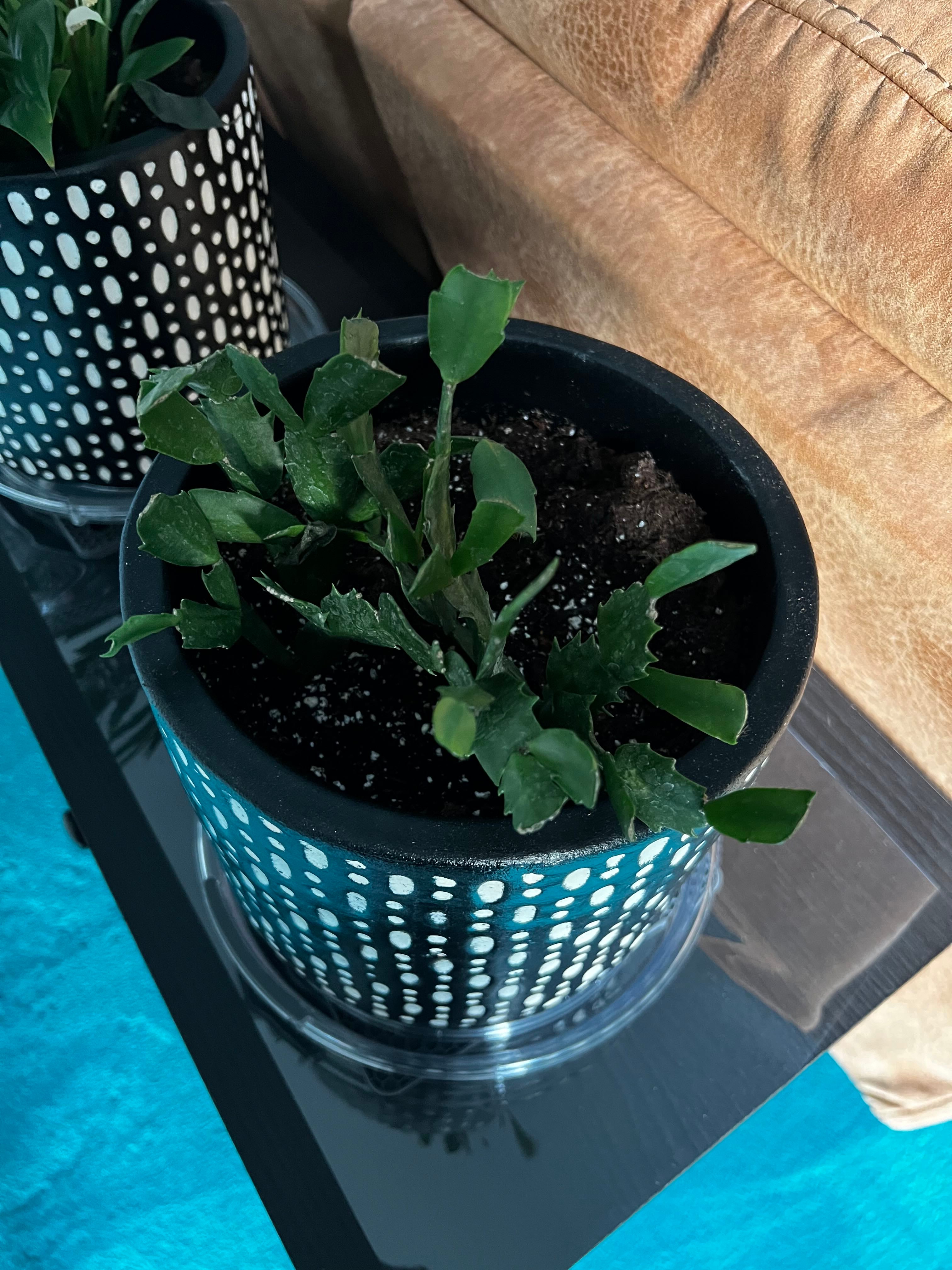 Keep Your False Christmas Cactus Alive: Light, Water & Care Instructions