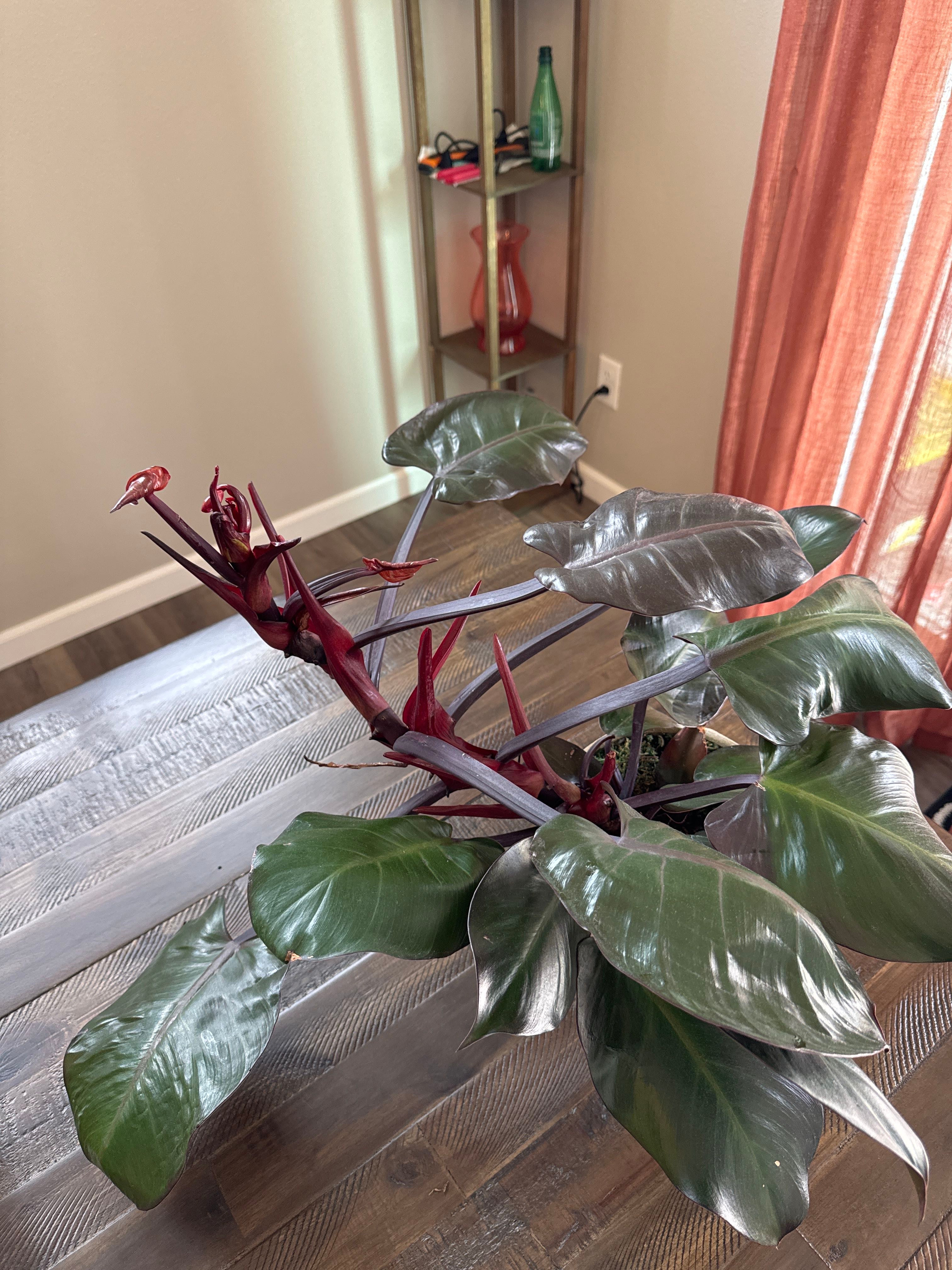 Blushing Philodendron Plant Care: Water, Light, Nutrients | Greg App 🌱