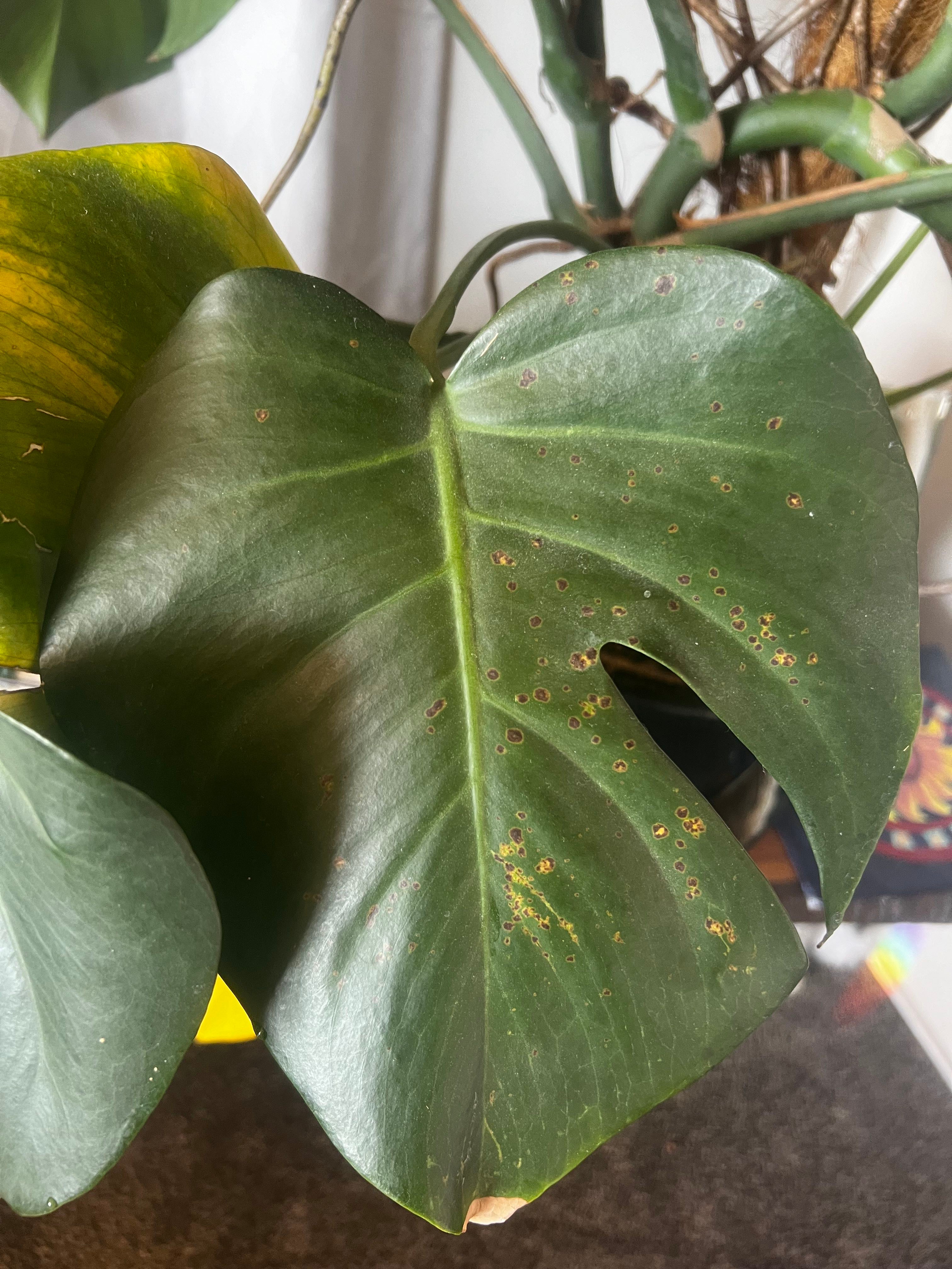 Spots on monstera