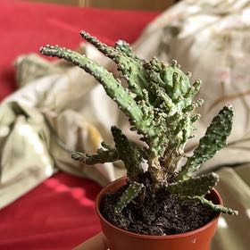 lil pear | A plant by @TitanicCardoon on Greg