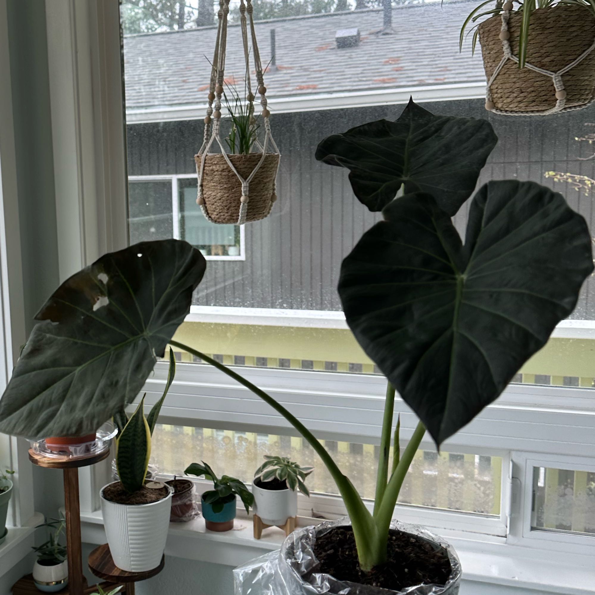 Reggie | A plant by @DirectBlueech on Greg