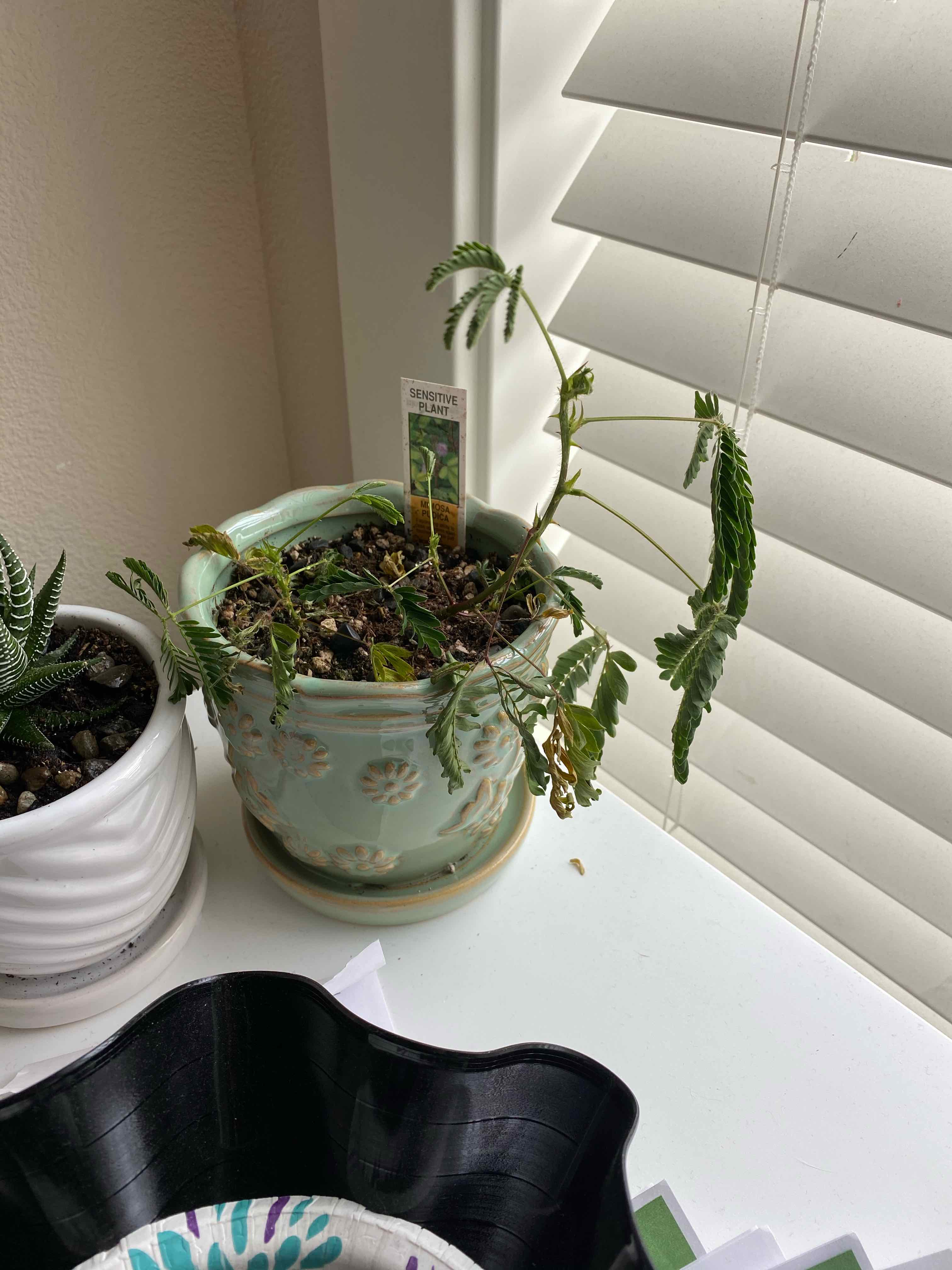 😮 How Can You Tell If A Sensitive Plant Is Dying?