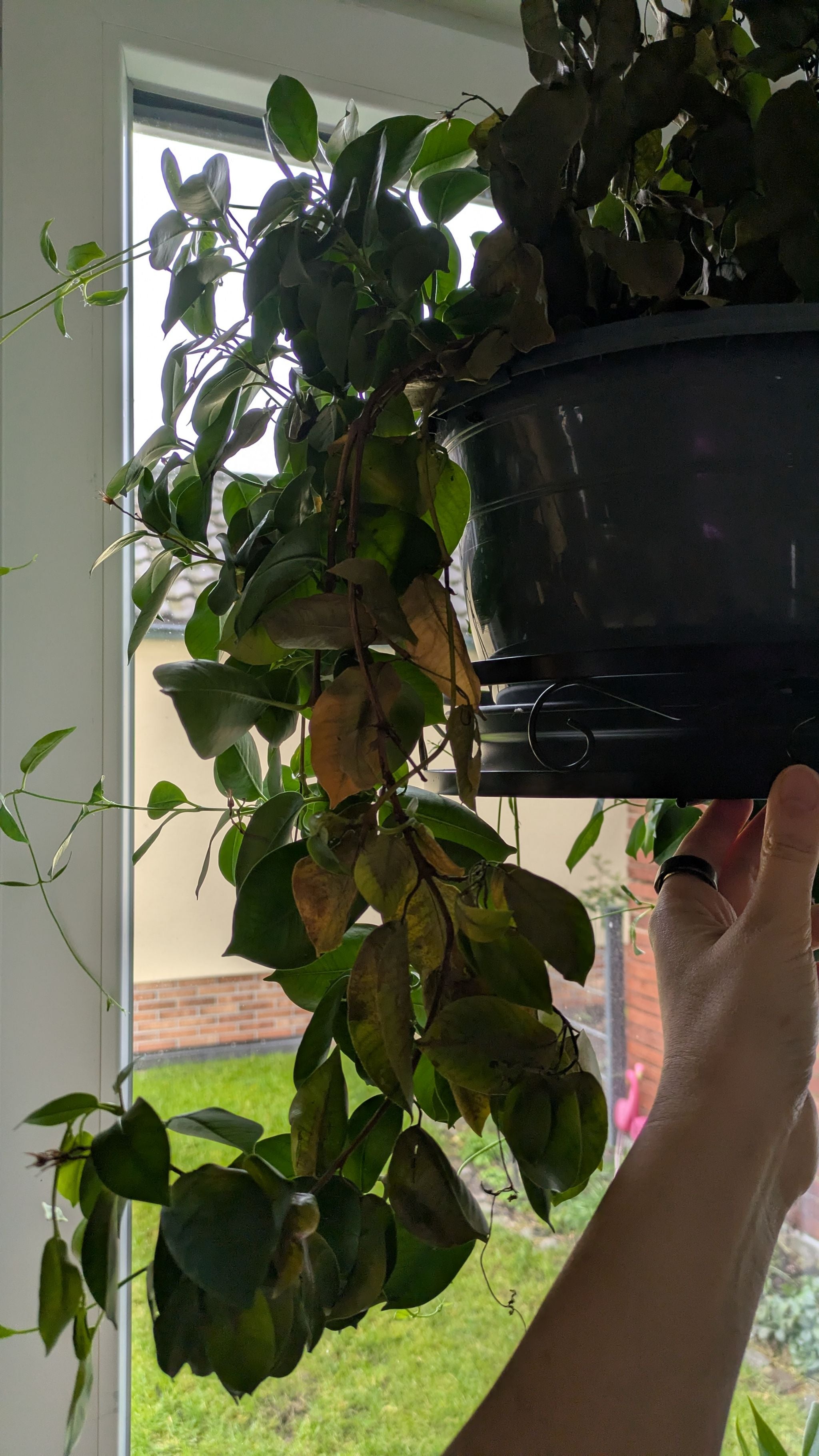 5 Tips for Fixing Flower Problems in Dipladenia 'Rio'