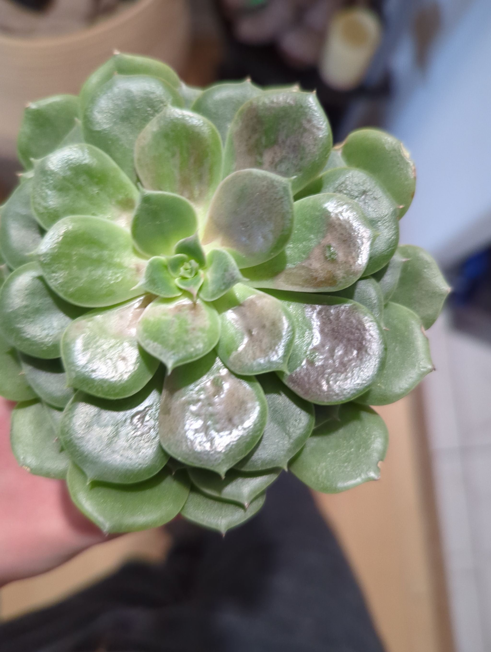The Complete Echeveria 'Elfstone' Plant Care Guide: Water, Light & Beyond