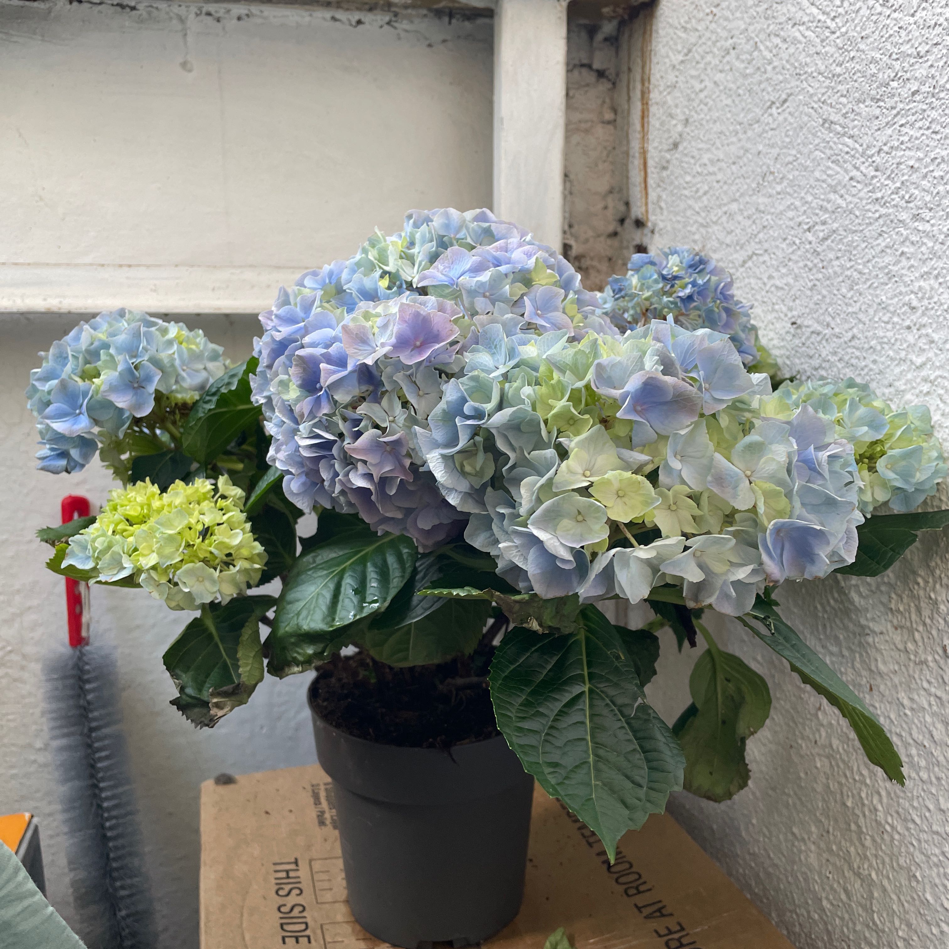 Athena | A plant by @SharpPoisonivy on Greg