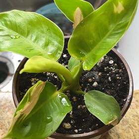 Homer | A plant by @NeuroticExotic on Greg