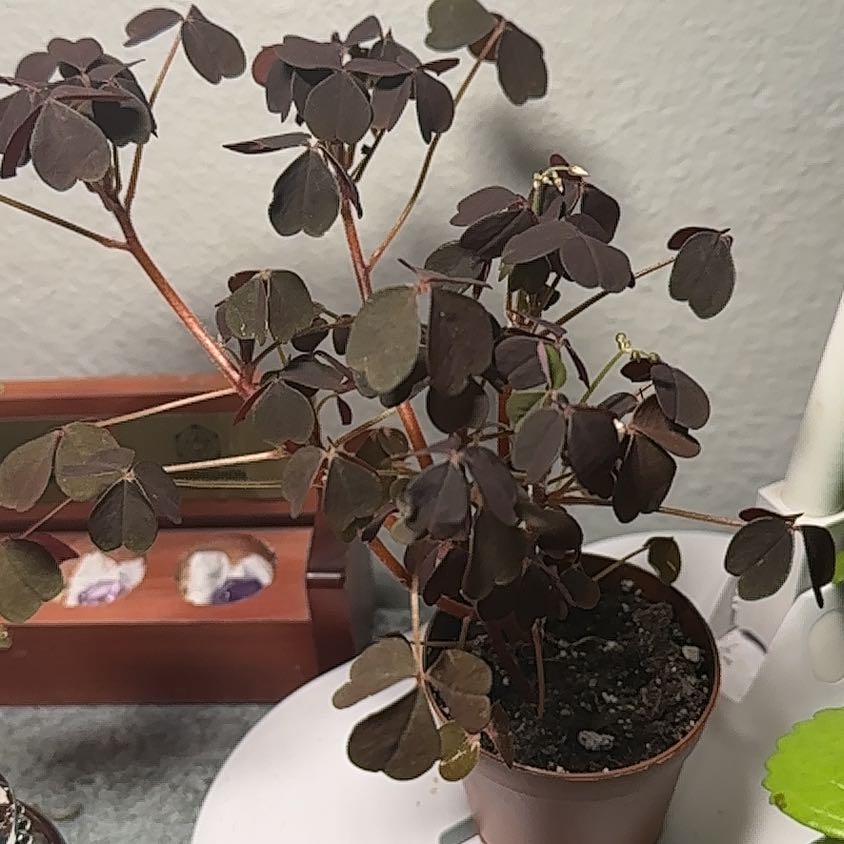 Zeus | A plant by @ProTaraxiaovata on Greg