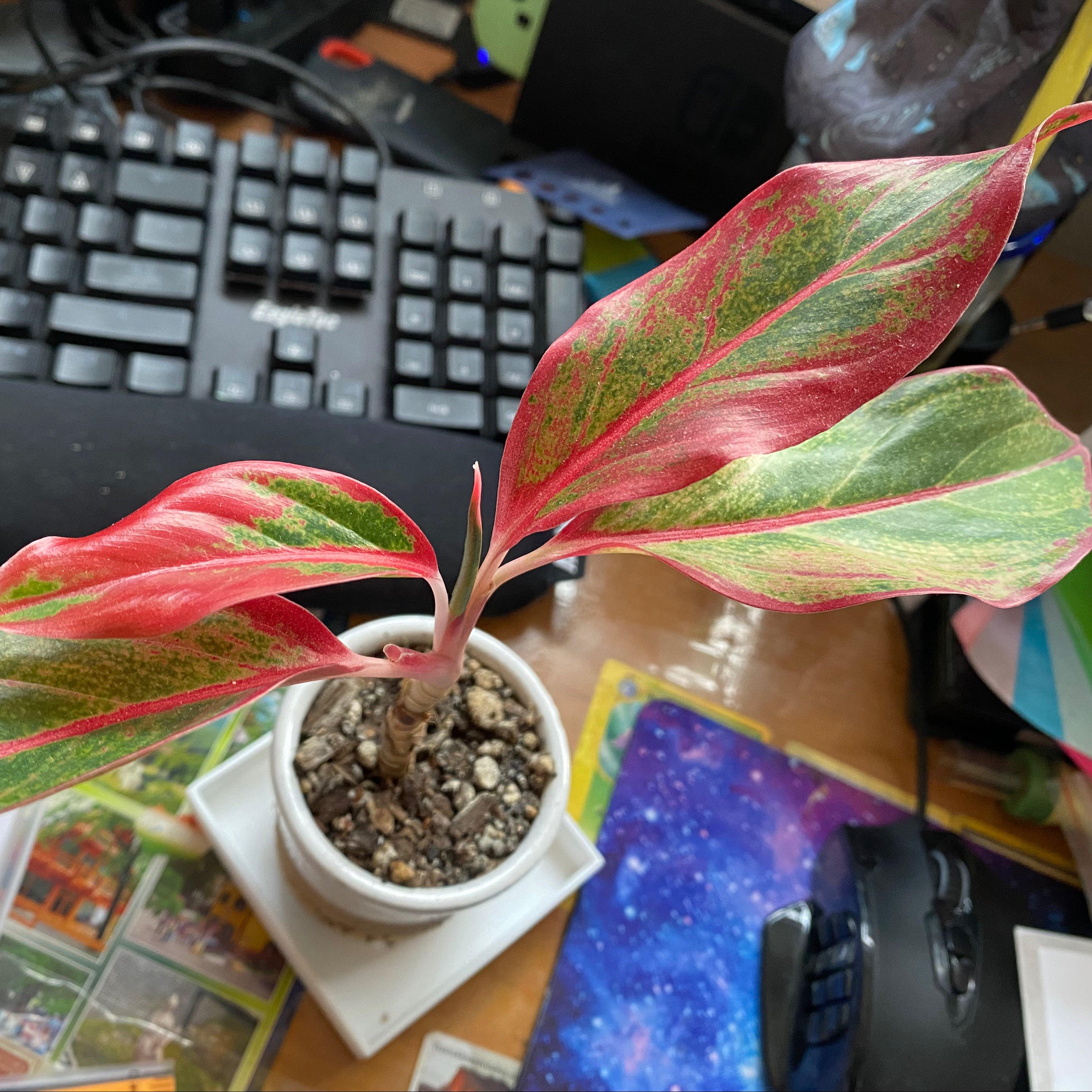 Aglaonema Red Gold Plant Care: Water, Light, Nutrients | Greg App 🌱