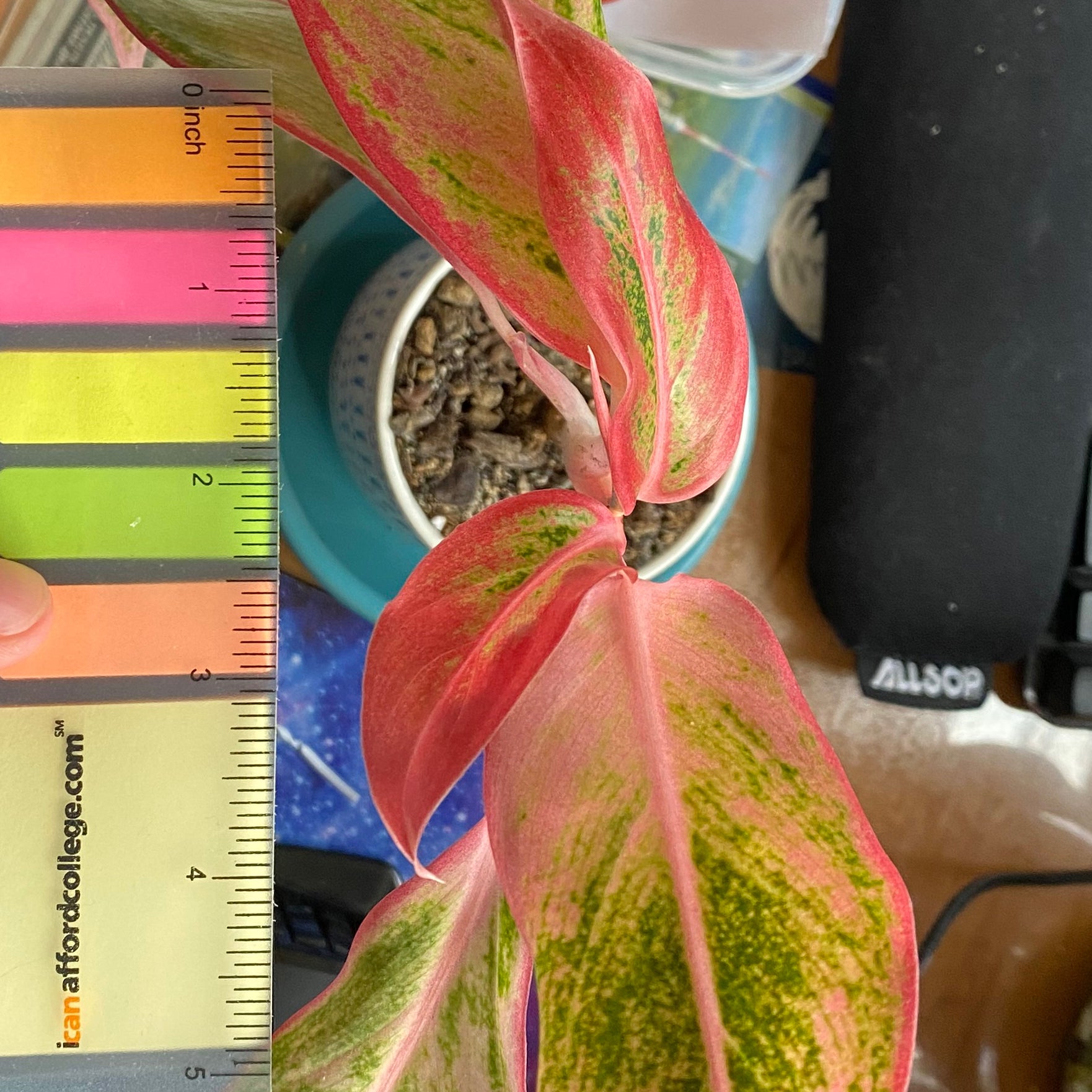 Personalized Pink Pearl Chinese Evergreen Care: Water, Light, Nutrients ...