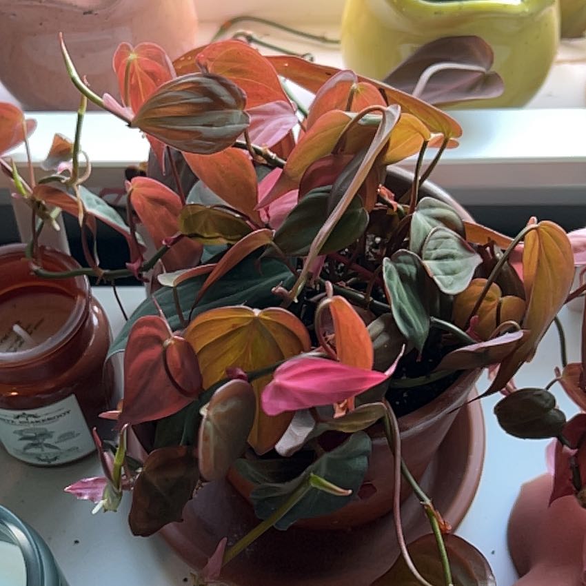 Leaf Erickson | A plant by @ZestCigarplant on Greg