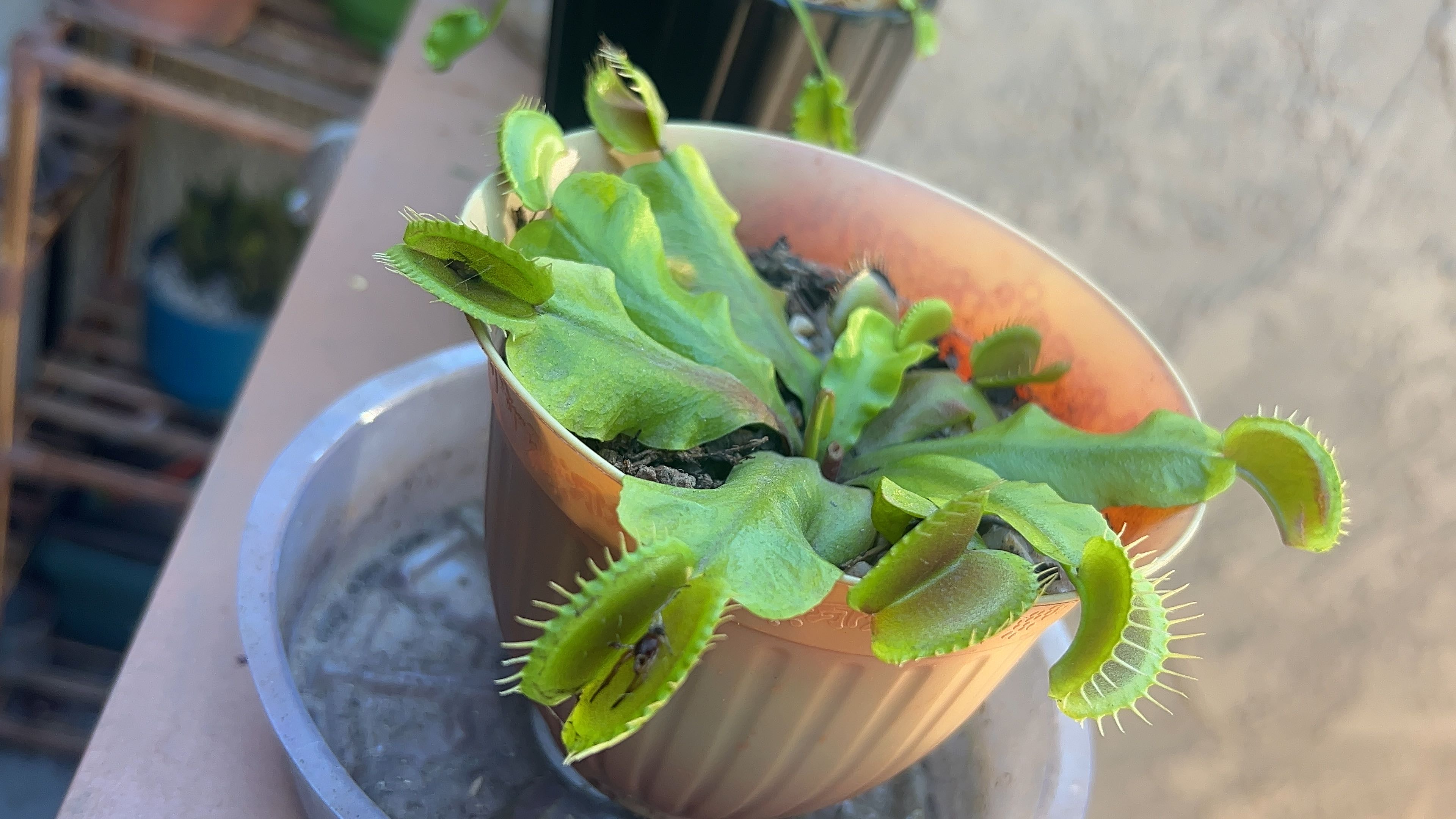 Dang, homie picked those exoskeletons clean 🫨 do I take t...