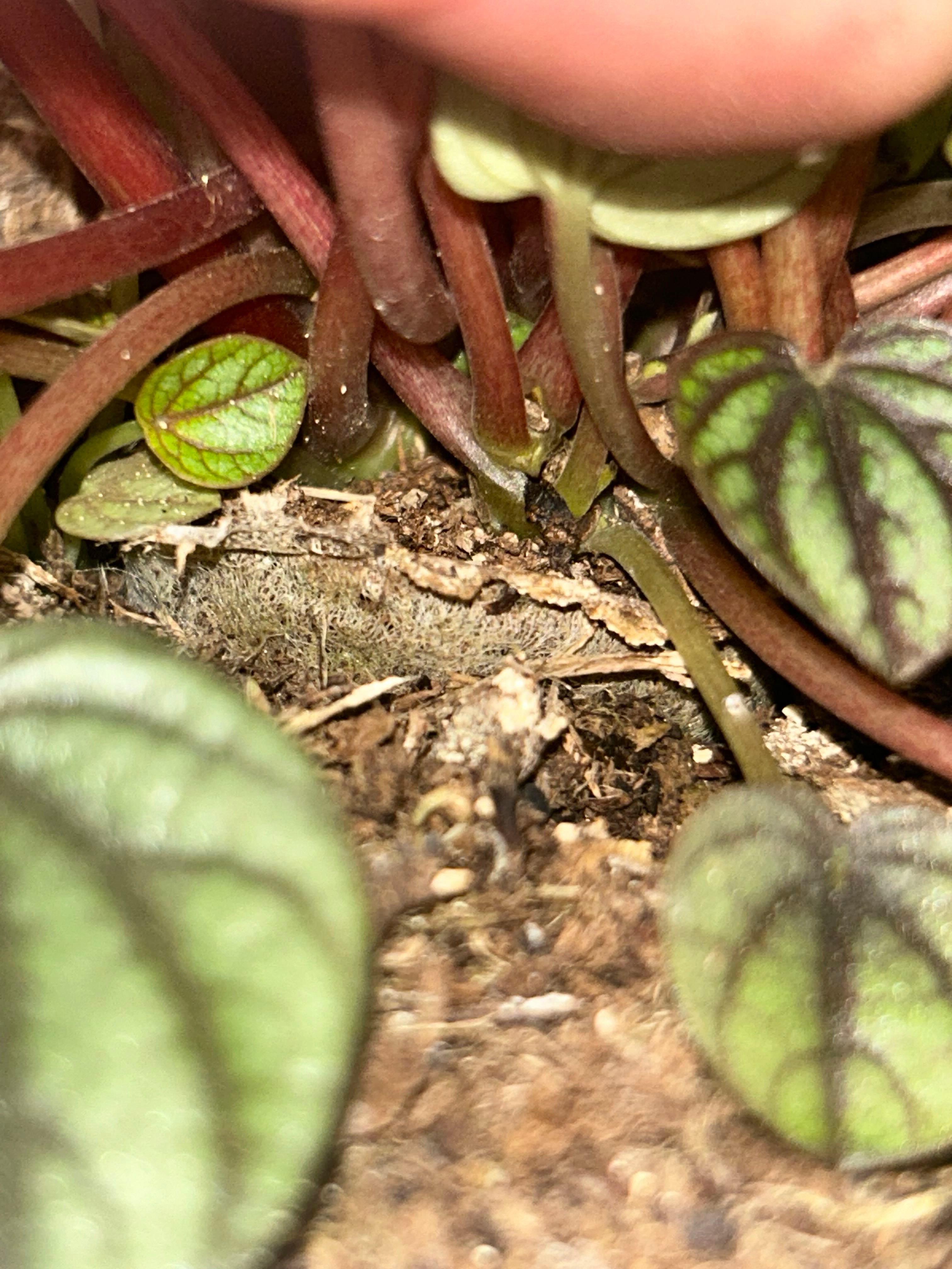 Emerald Ripple Peperomia Care 101: Water, Light & Growing Tips