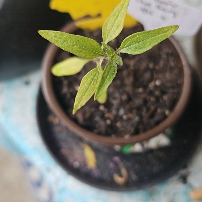 Sunflower 'Choco Sun' Care 101: Water, Light & Growing Tips