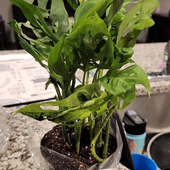 Homer | A plant by @CuddlyRemuremu on Greg