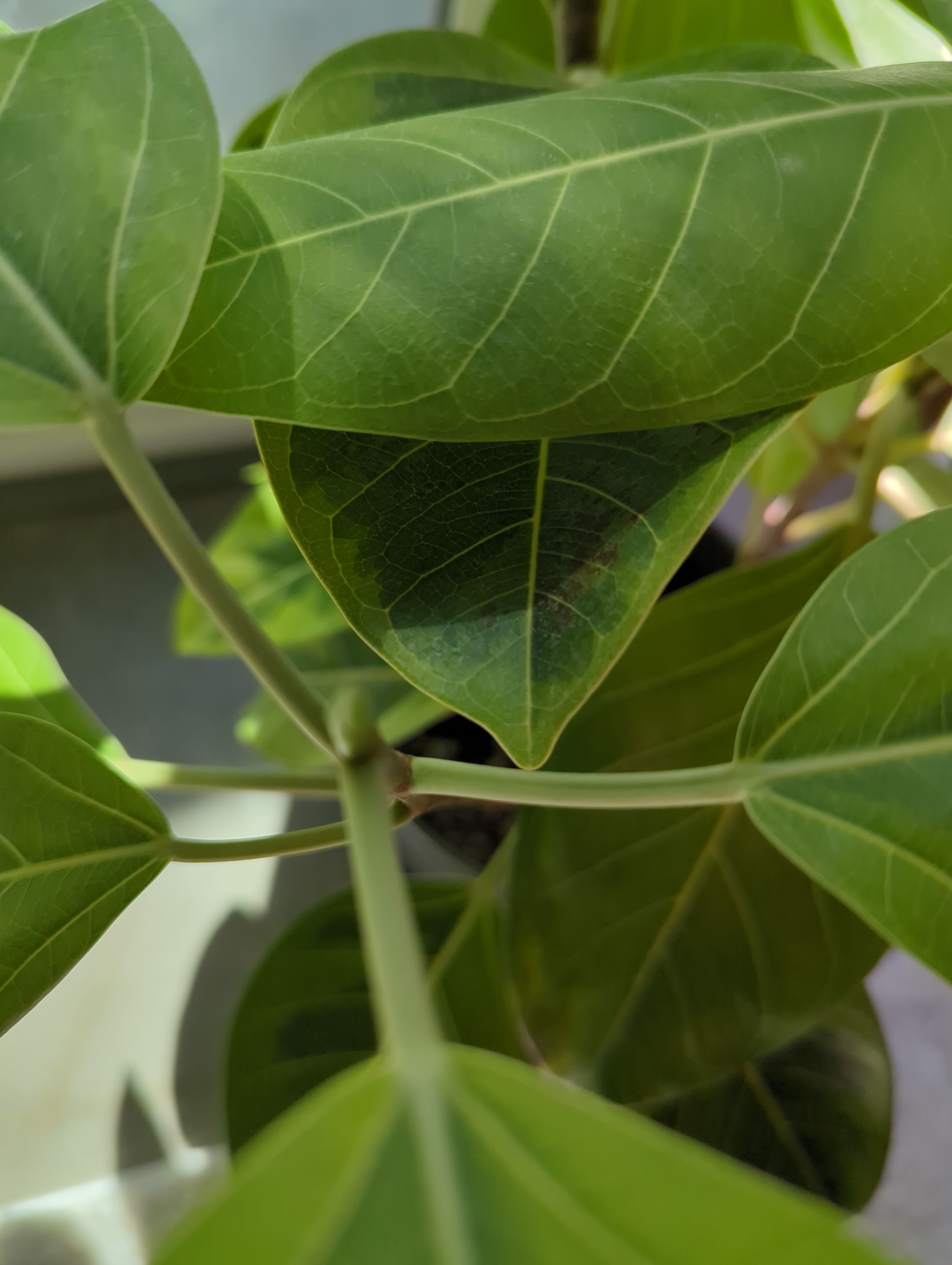 Keep Your Golden Gate Ficus Alive: Light, Water & Care Instructions