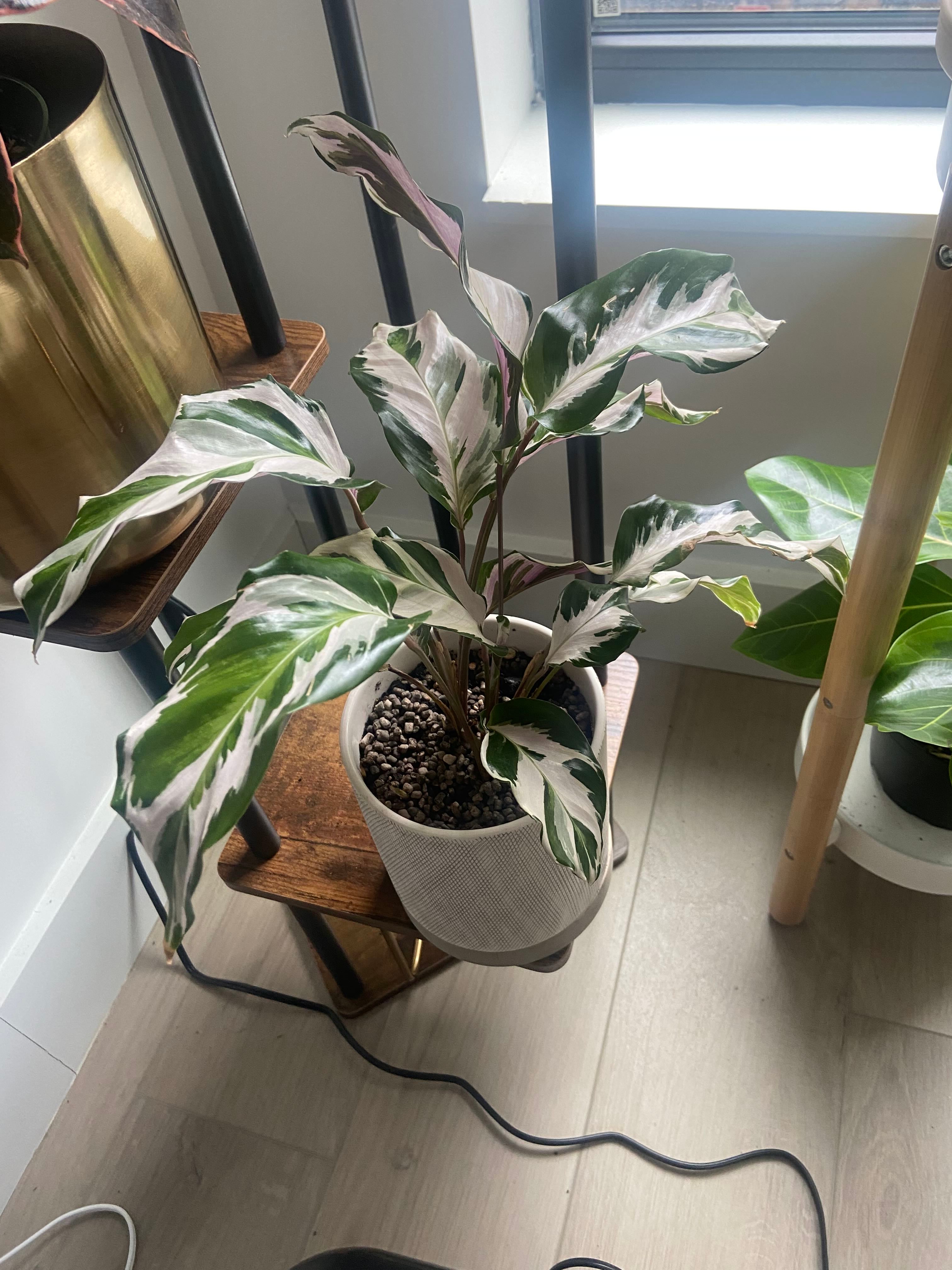 Calathea Stella Plant Care: Water, Light, Nutrients | Greg App 🌱