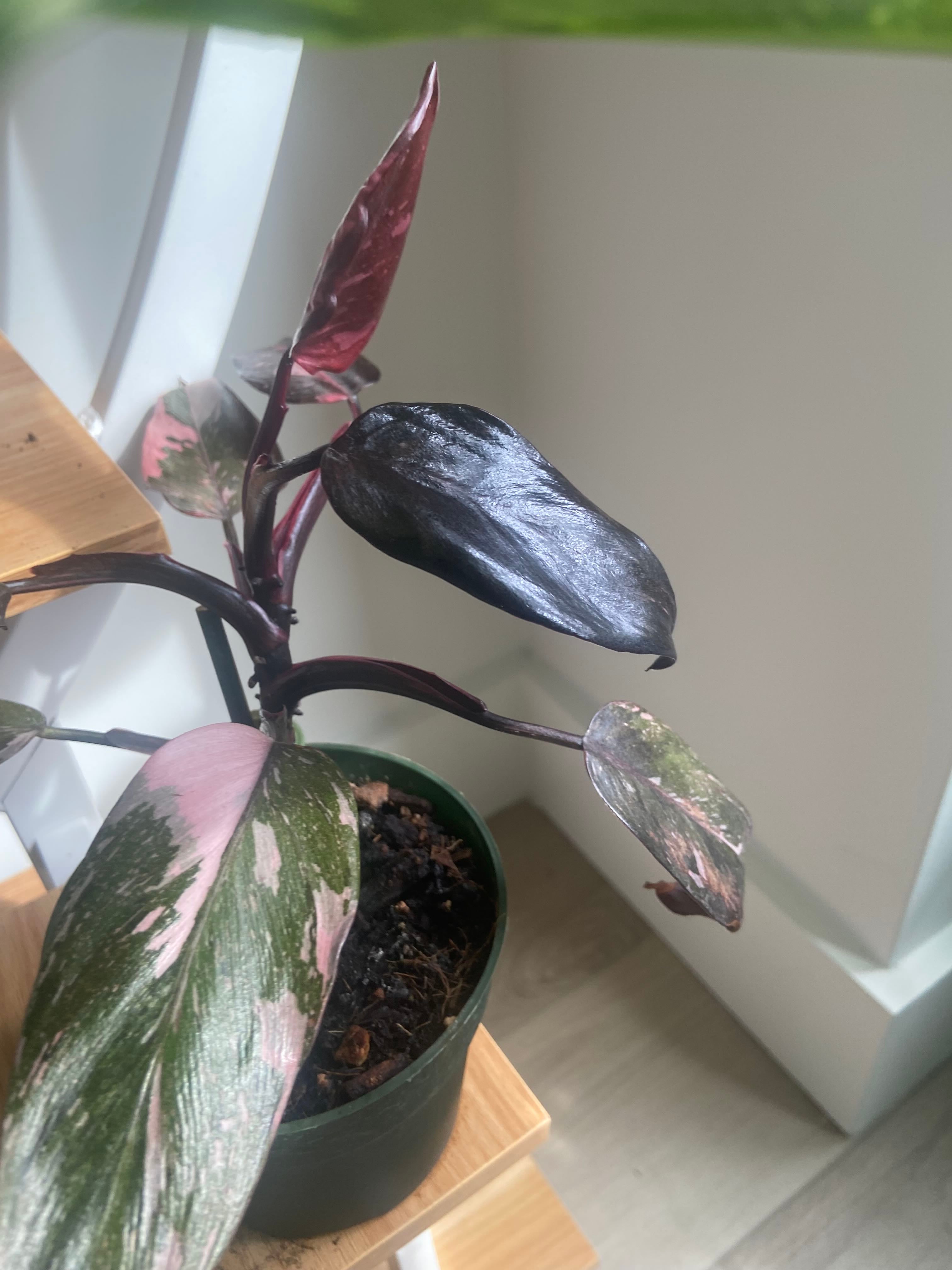 pink princess marble galaxy Plant Care: Water, Light, Nutrients | Greg ...