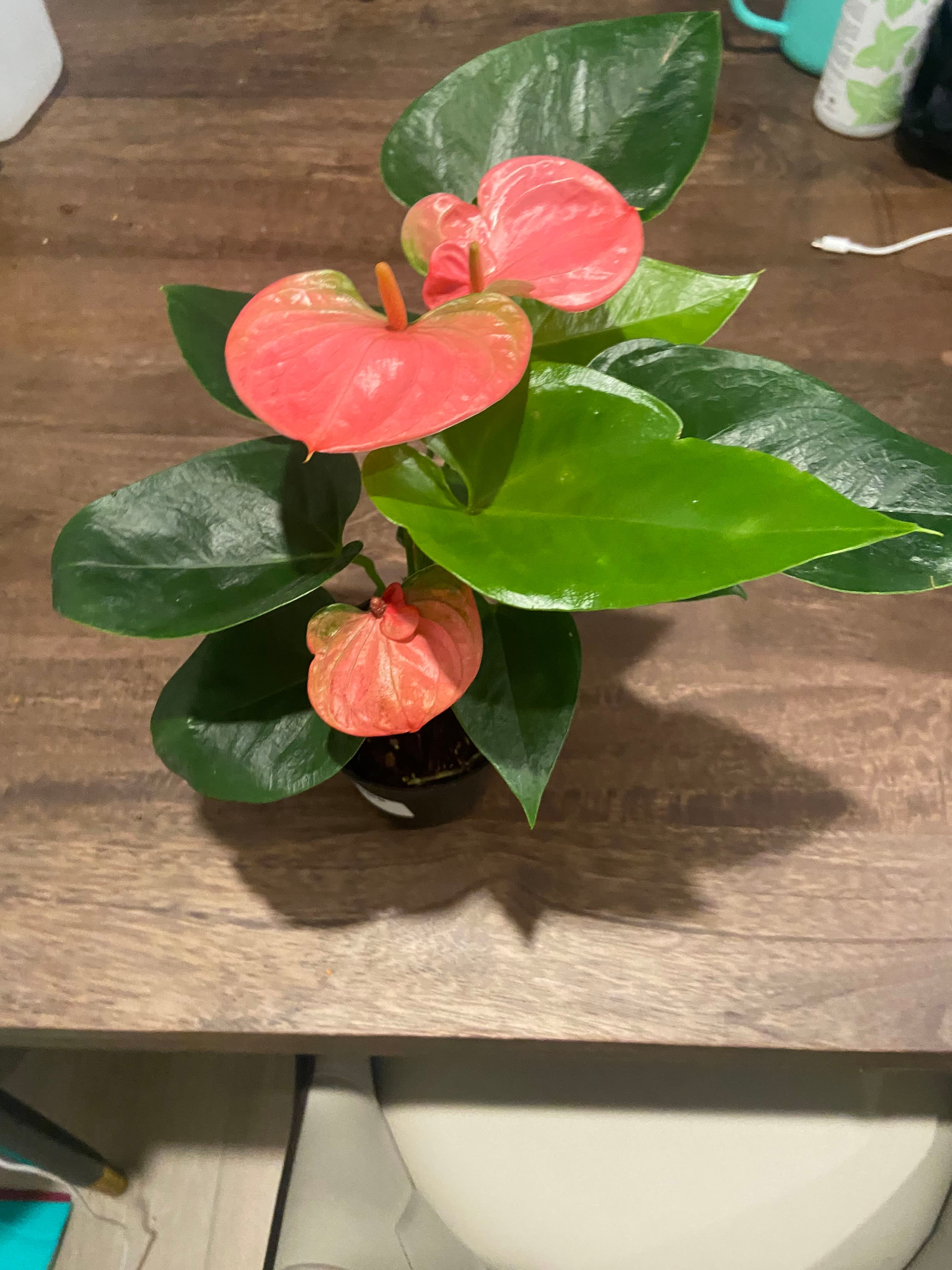 Pink Peace Lily Plant Care: Water, Light, Nutrients | Greg App 🌱