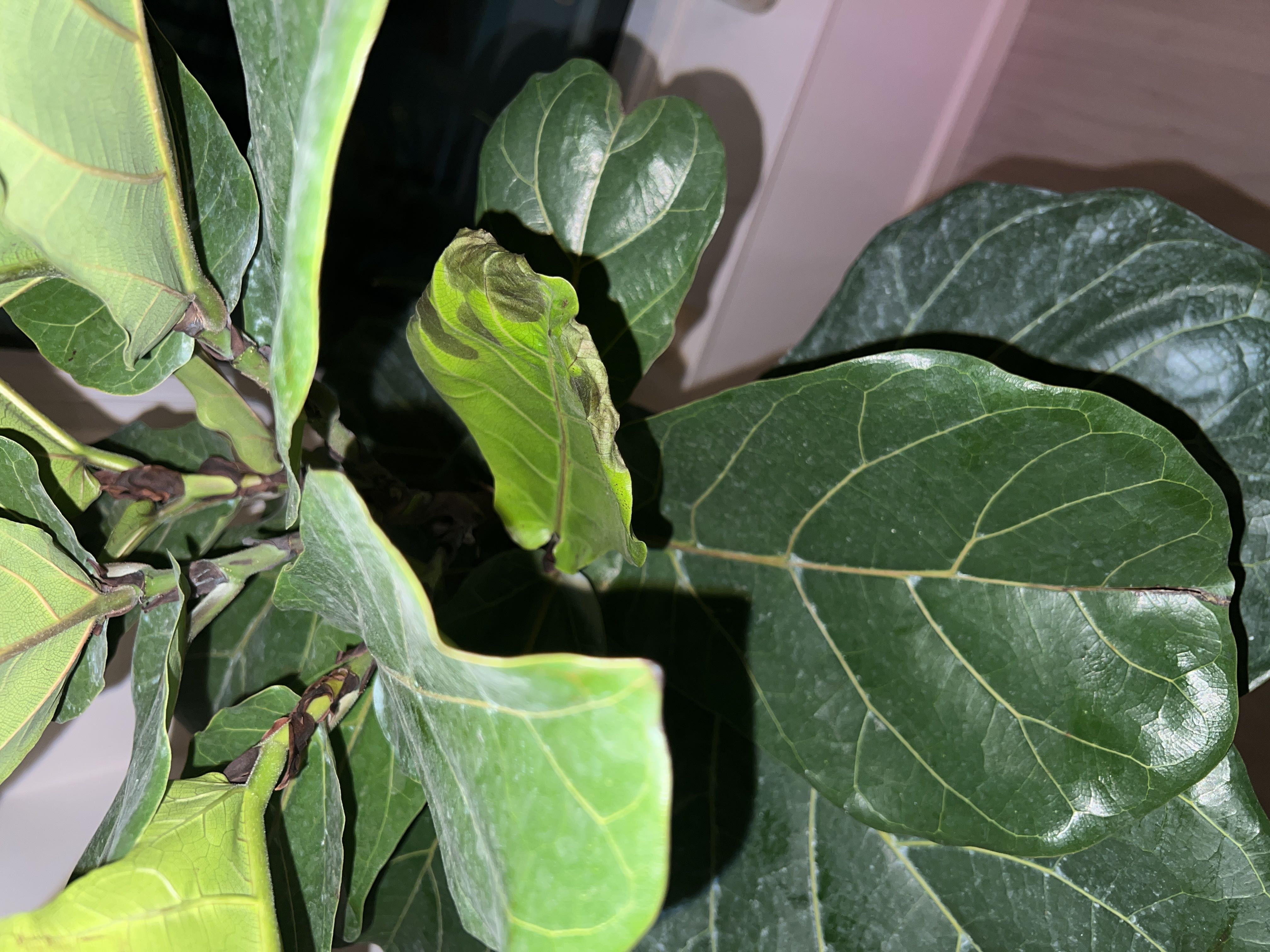 Anyone know what this is? I jsut got my fiddle leaf fig a...