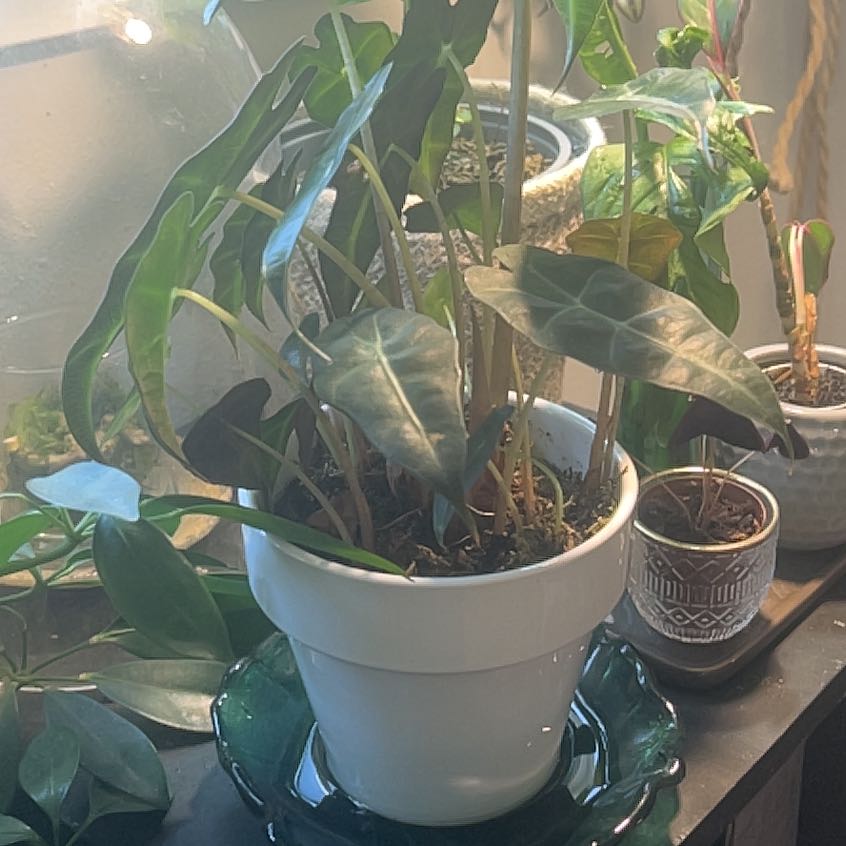 Marley | A plant by @KaystarrCreates on Greg