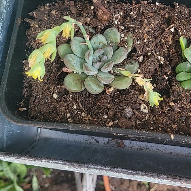 Achilles | A plant by @ActiveFalsealoe on Greg
