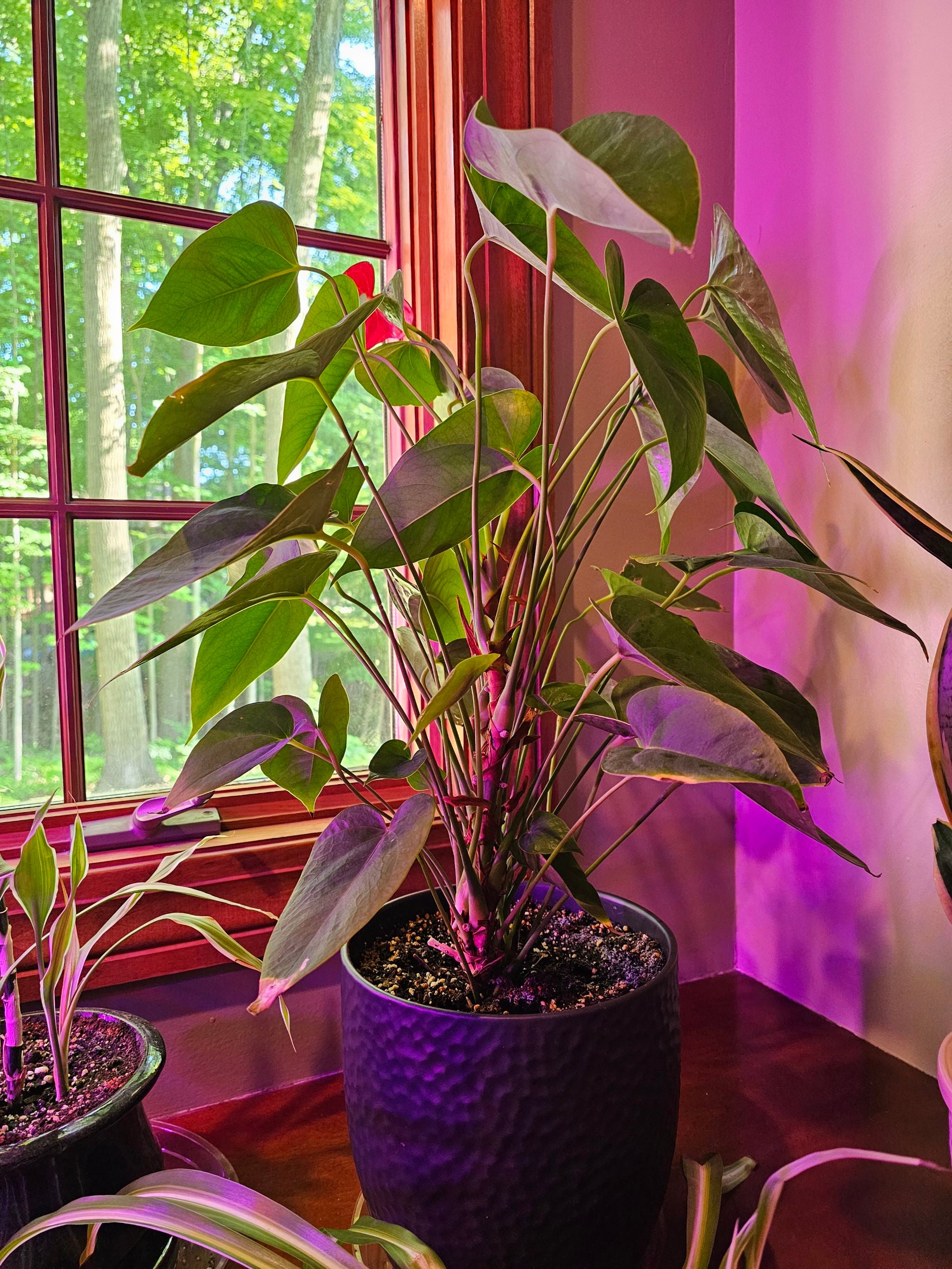 Keep Your Flamingo Flower Alive: Light, Water & Care Instructions