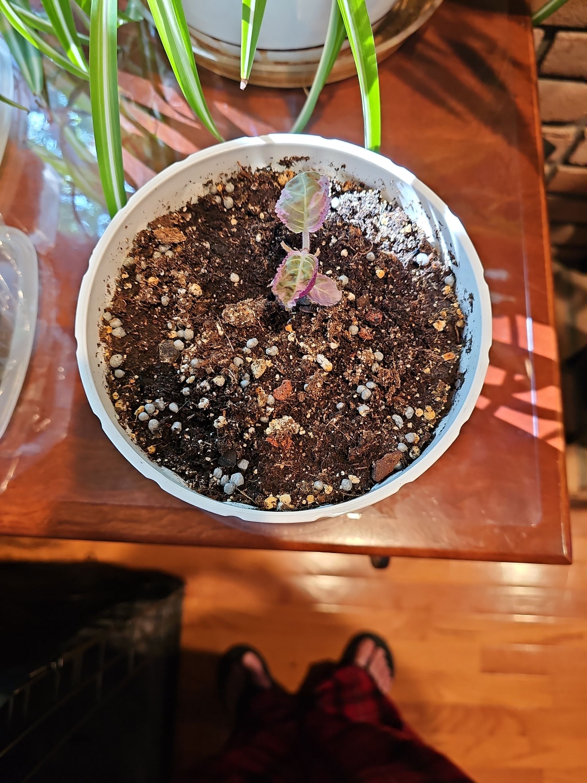 Keep Your Red Ivy Alive: Light, Water & Care Instructions