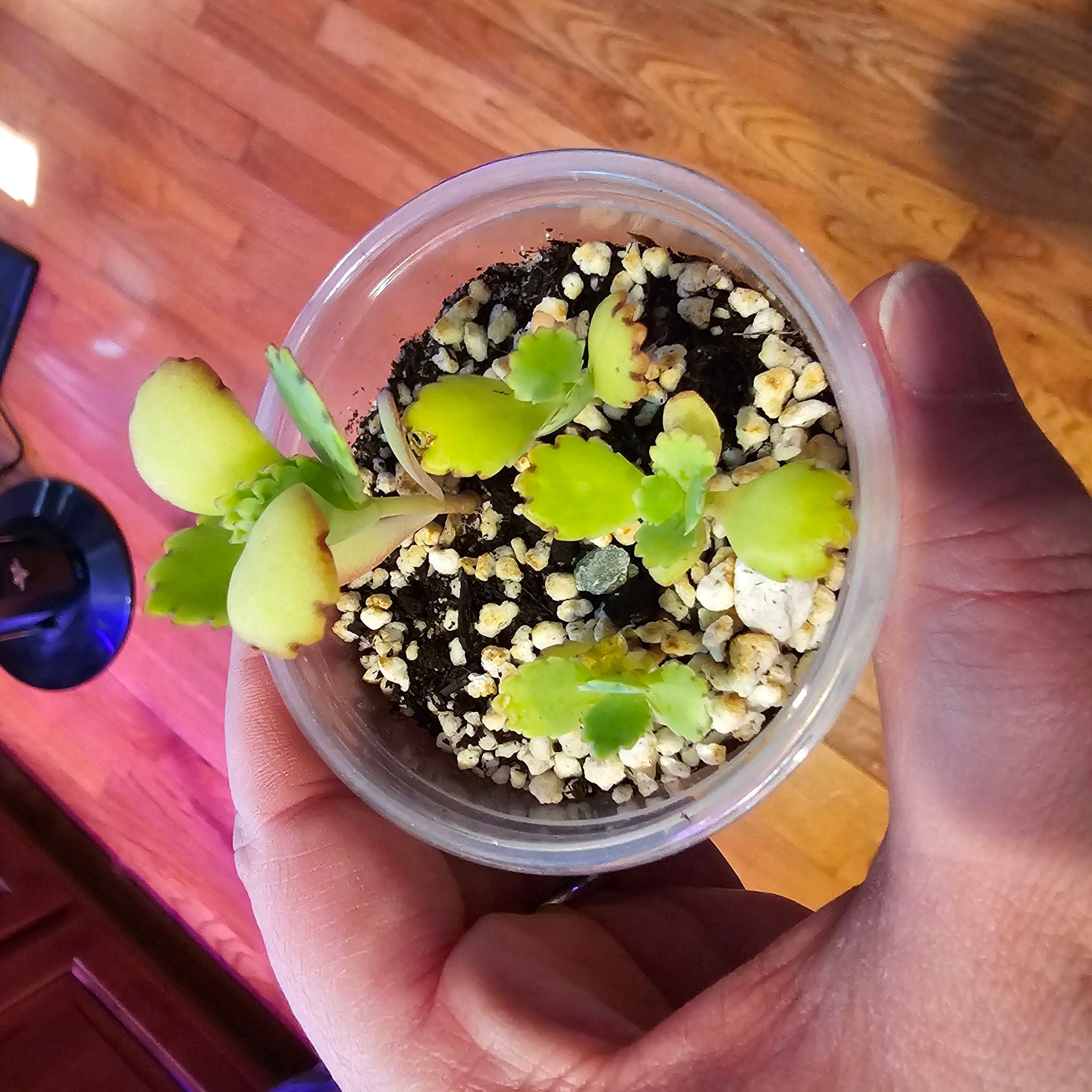 The Complete Rudolph Philodendron Plant Care Guide: Water, Light & Beyond