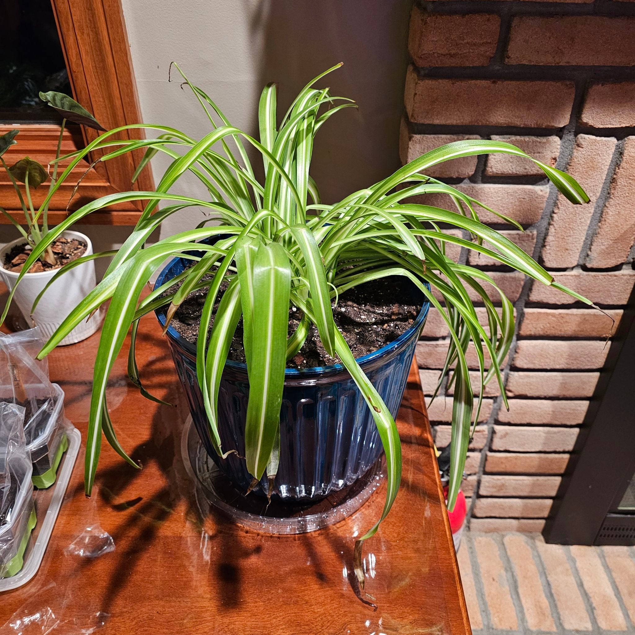 How to Care for Spider Plant: Mastering Water, Sunlight & More