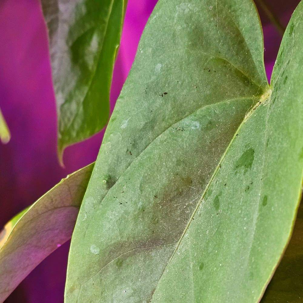 Black Spots on My Anthurium 'Delta Force' Leaves Black Spots on My Anthurium 'Delta Force' Leaves
