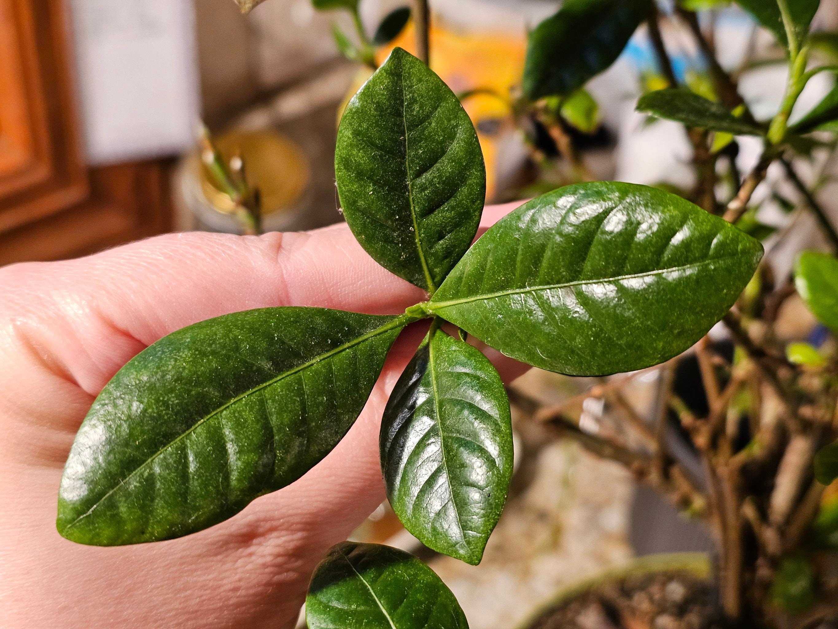 How to Care for Miniature Gardenia: Mastering Water, Sunlight & More