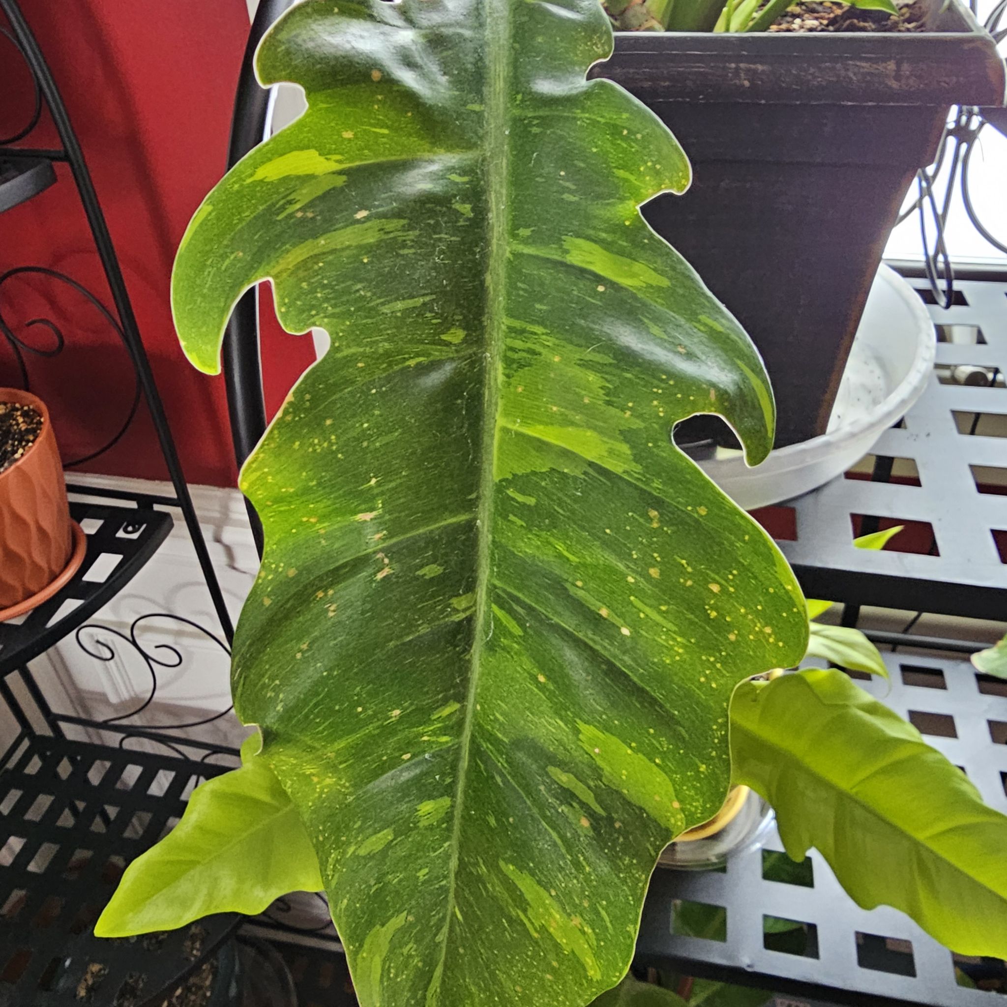 3 Facts About Philodendron 'Ring of Fire' Pollination 🔥