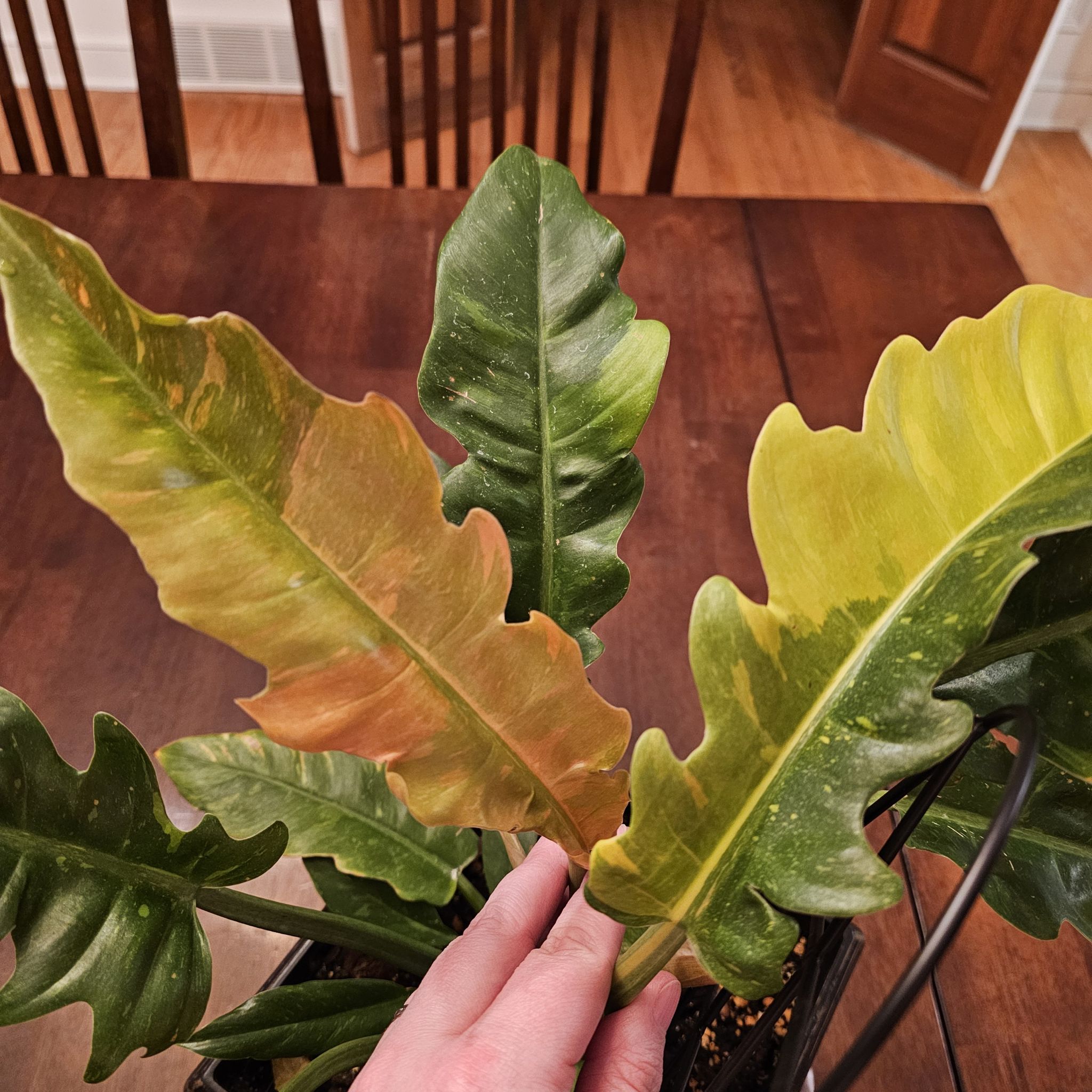🔥 My Philodendron 'Ring of Fire''s Sunlight Needs
