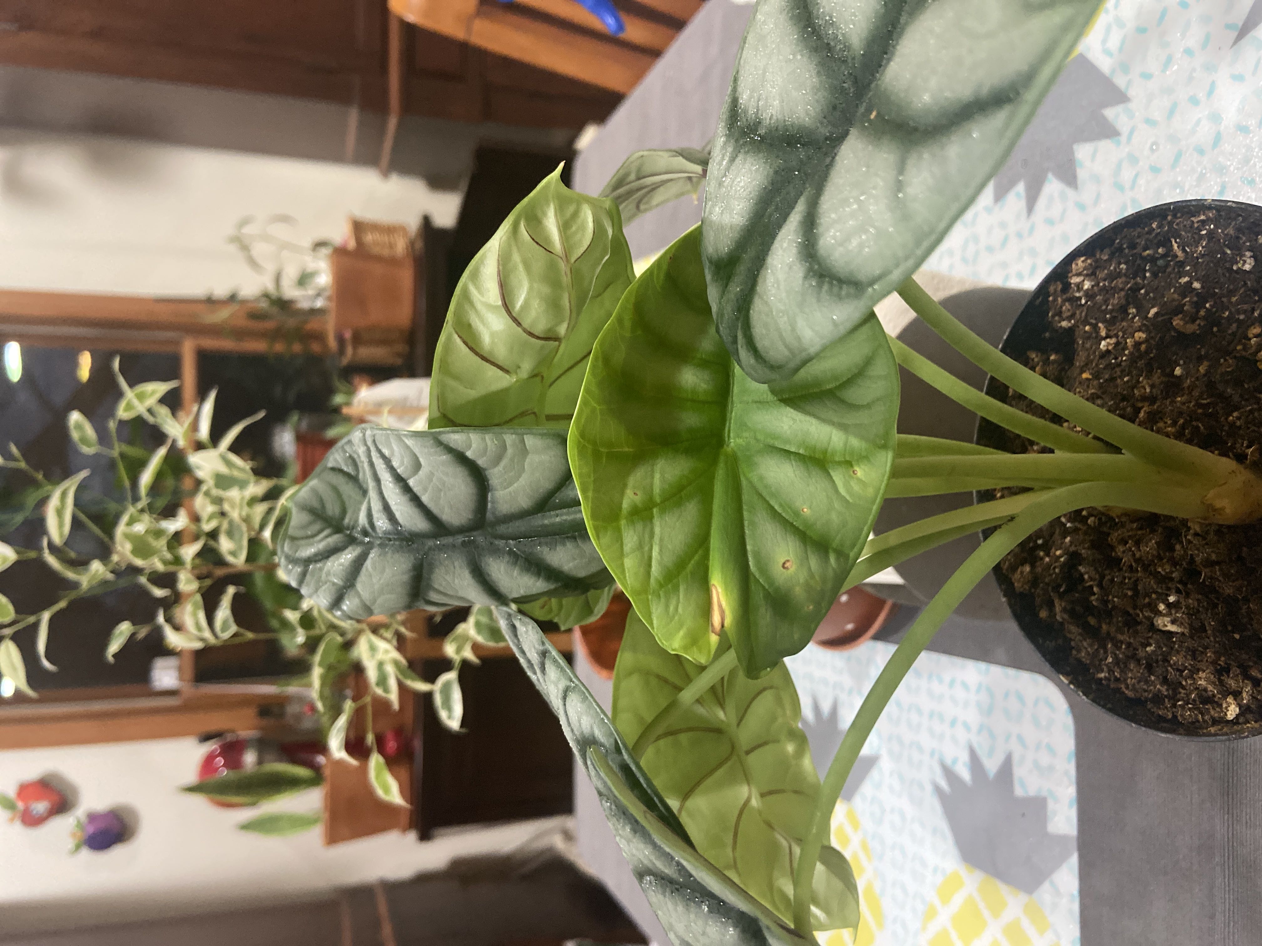 Godzilla Plant Plant Care: Water, Light, Nutrients | Greg App 🌱