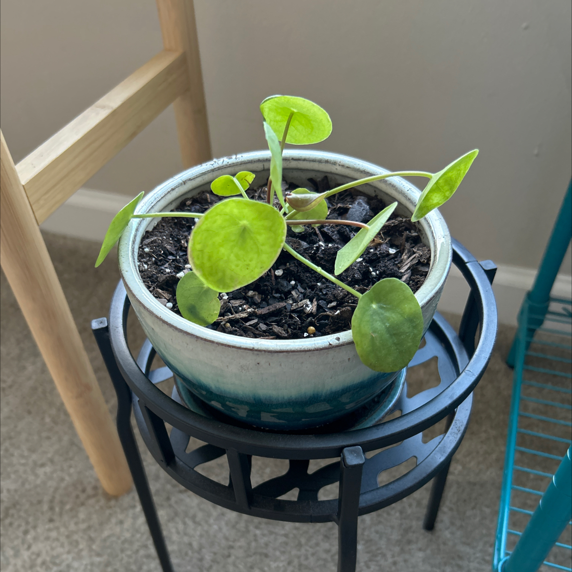 Peter Parker | A plant by @FireballAchiote on Greg