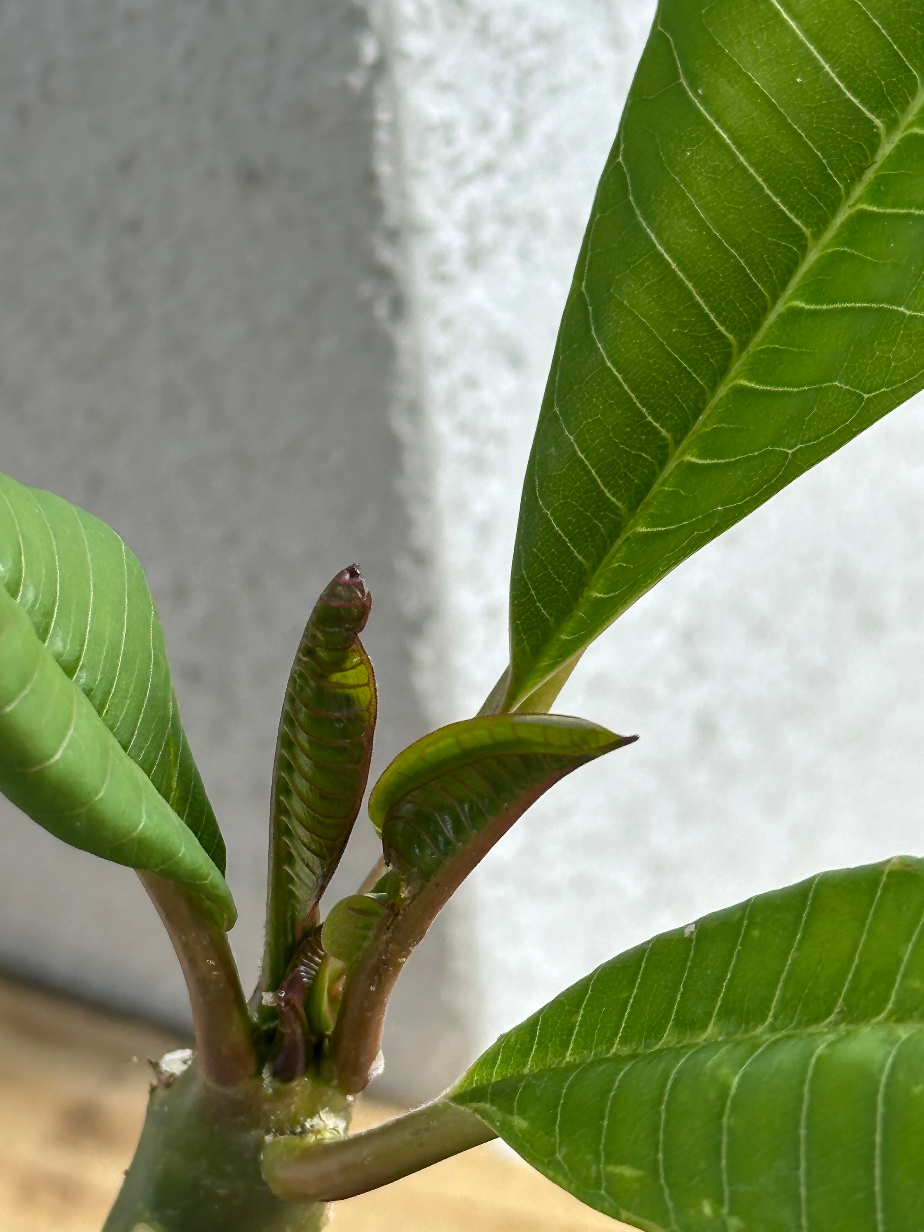 ️ When and Where to Prune Your Frangipani