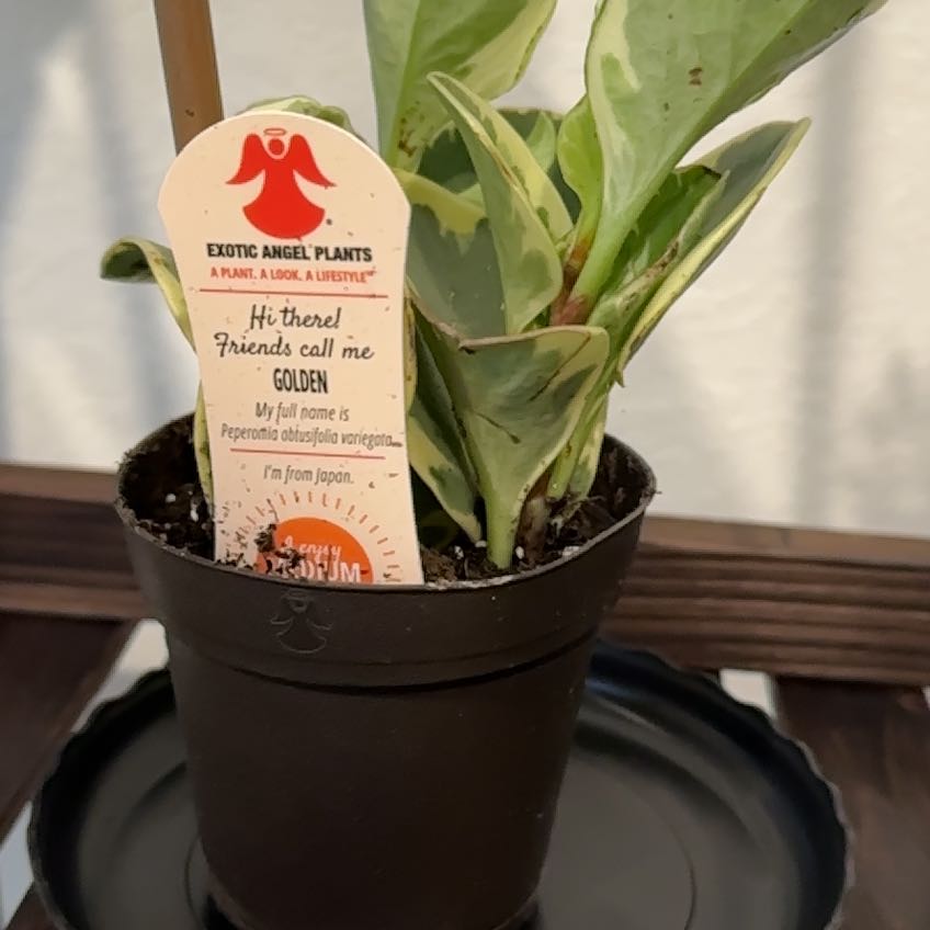 Marley | A plant by @DebonairRose on Greg